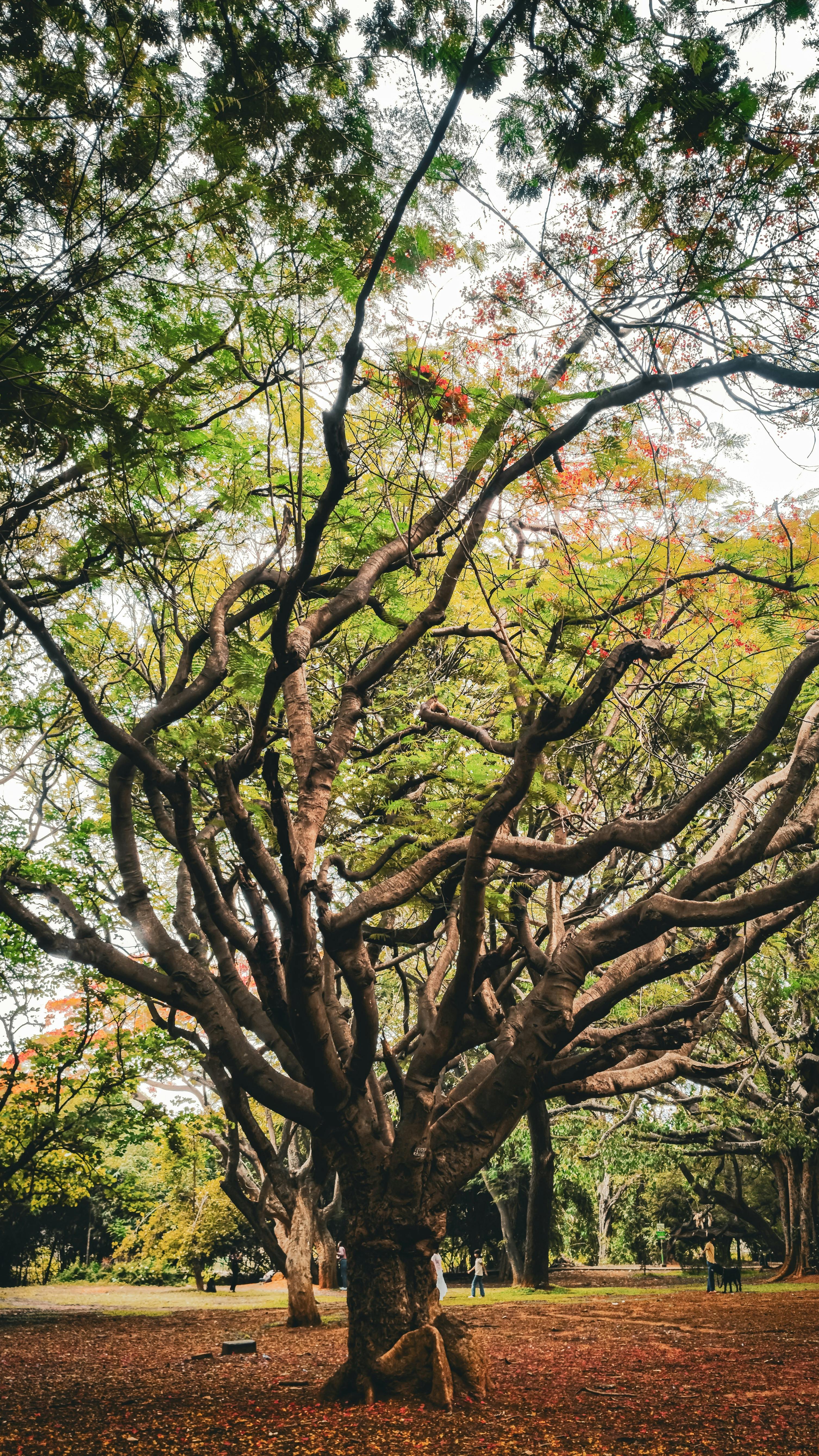Majestic Banyan Tree in Sunlit Landscape · Free Stock Photo