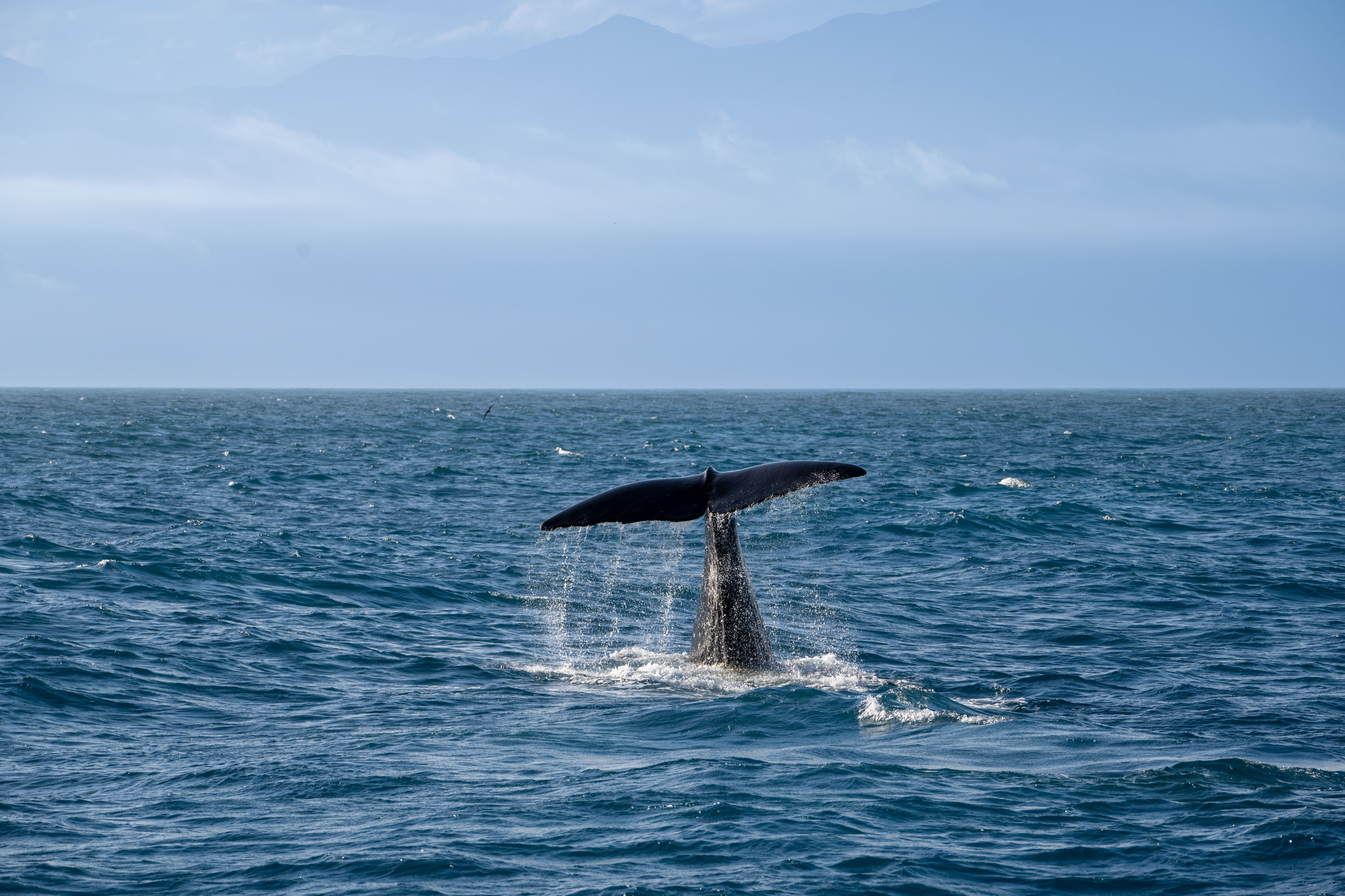Whale Tail Emerging from Ocean Waves · Free Stock Photo