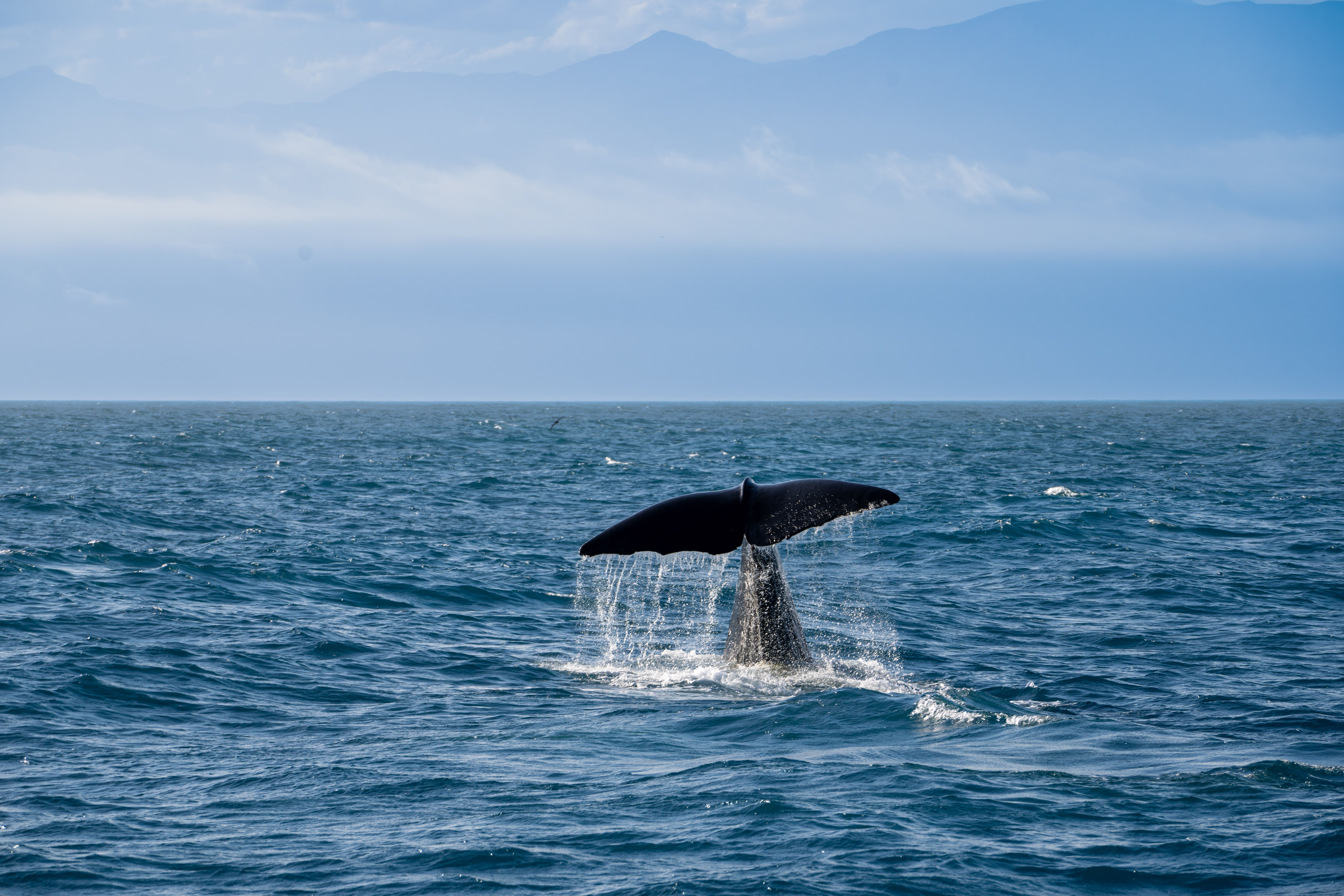 Majestic Whale Tail Above Ocean Surface · Free Stock Photo