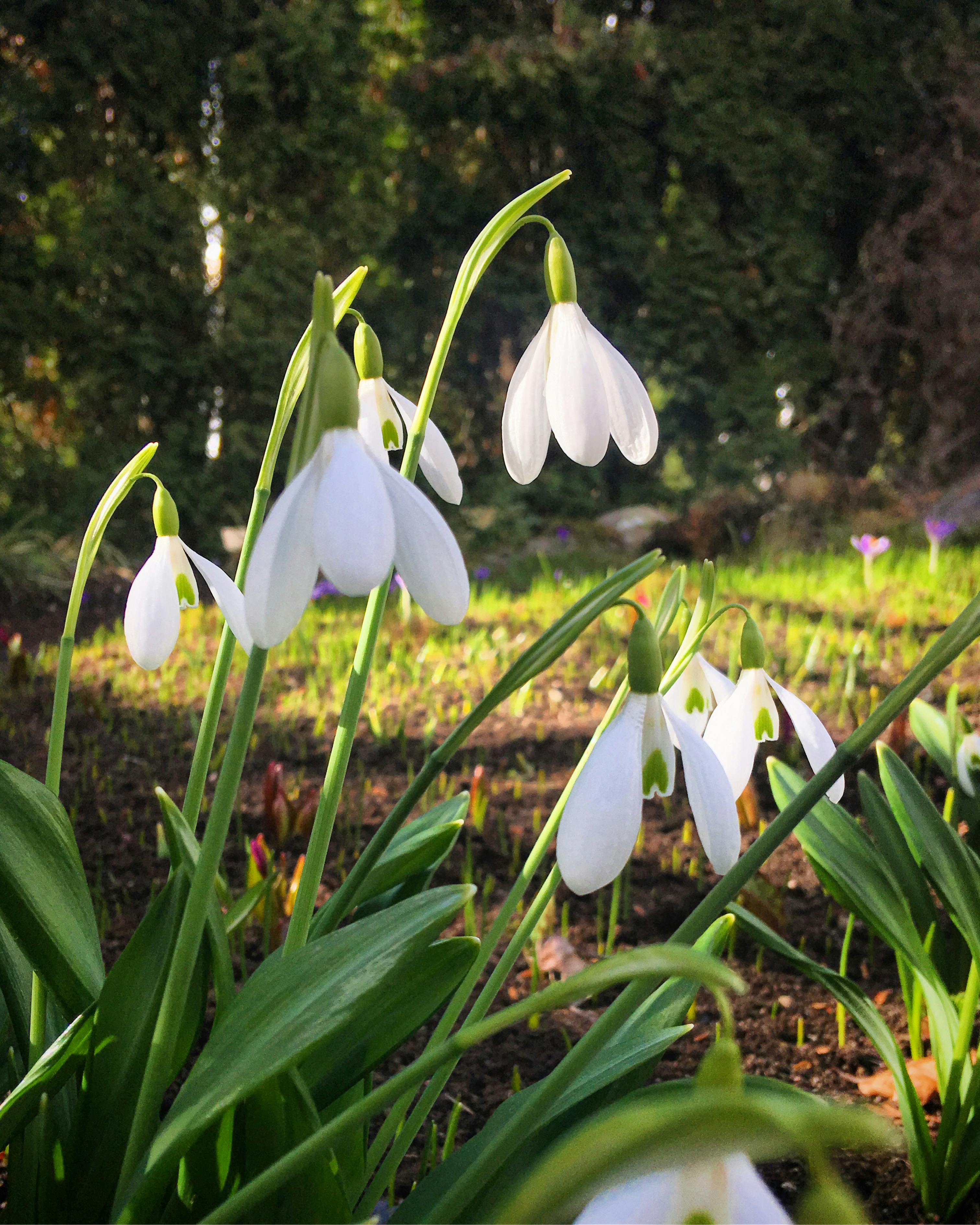 Close-up of Snowdrops in Spring Garden · Free Stock Photo