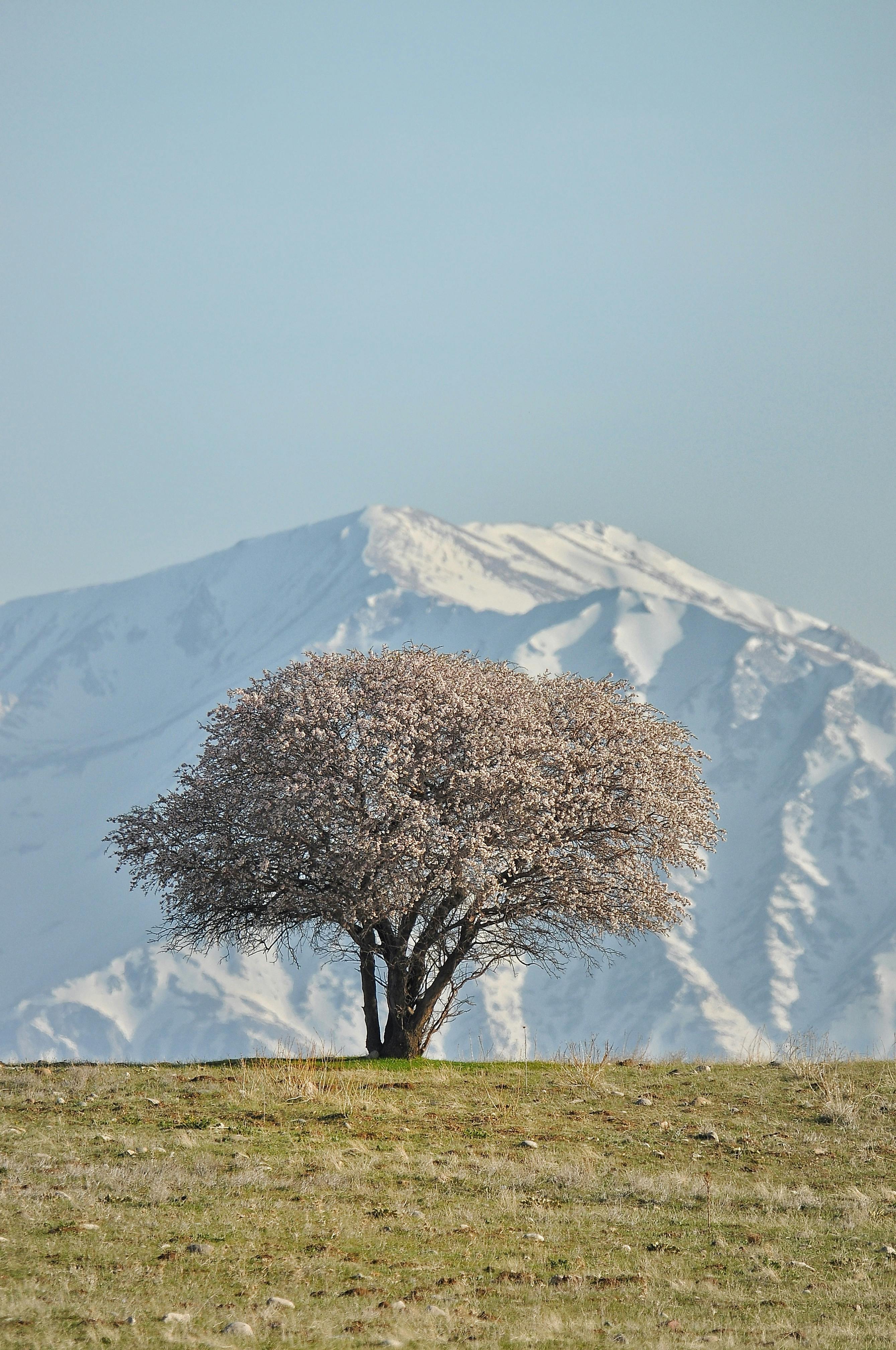 Solitary Blossom Tree with Snowy Mountain Backdrop · Free Stock Photo