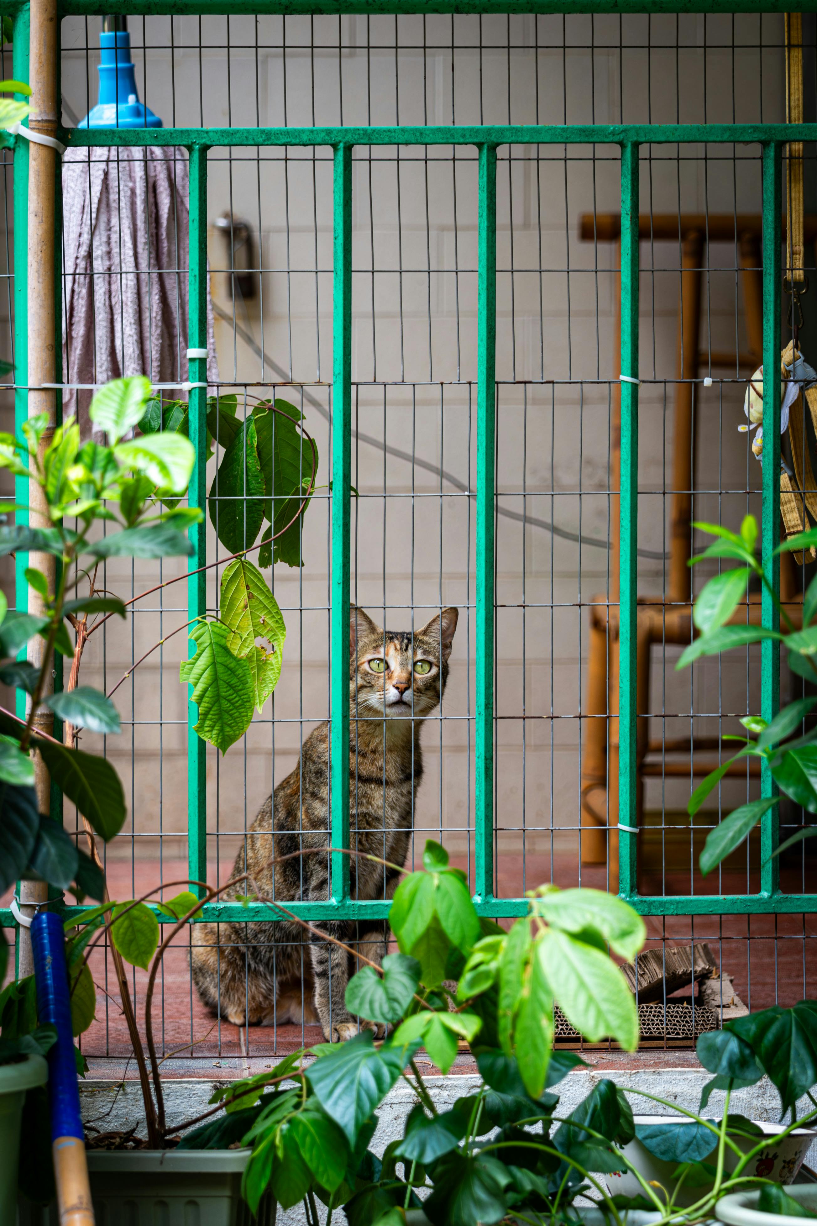 Cat Behind Fence Photos, Download The BEST Free Cat Behind Fence Stock ...
