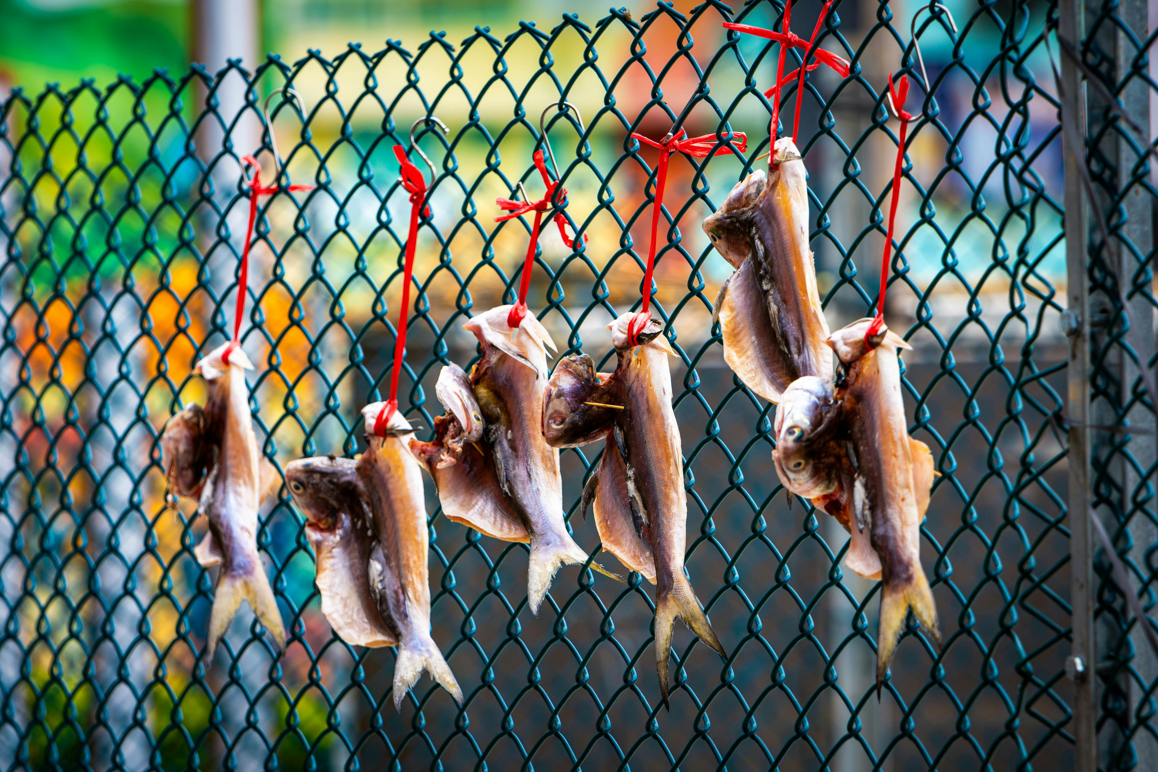 Dried Fish Hanging on Fence with Red Ties · Free Stock Photo