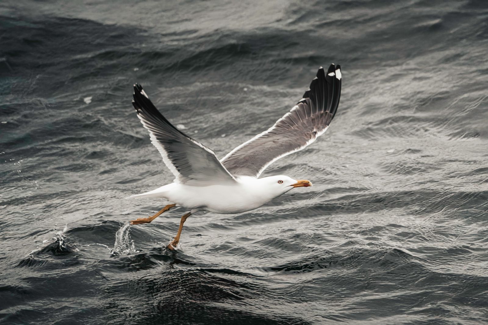 Sea Bird Photos, Download The BEST Free Sea Bird Stock Photos & HD Images