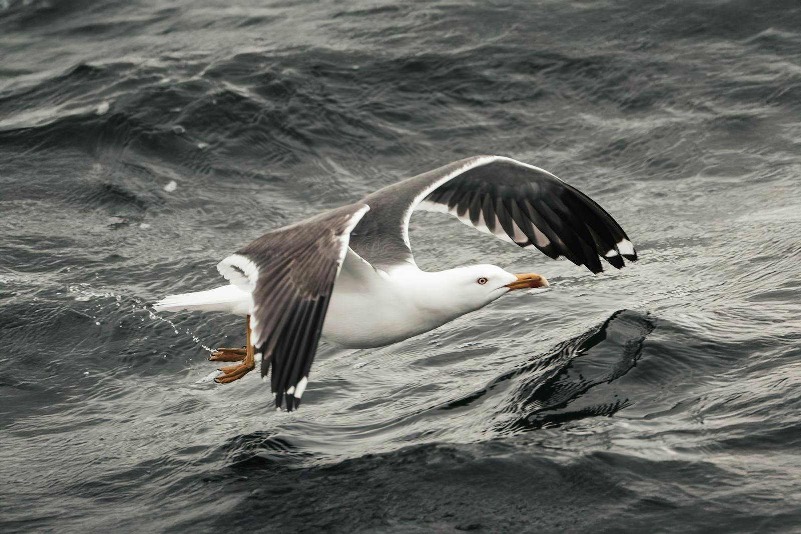 Sea Bird Photos, Download The BEST Free Sea Bird Stock Photos & HD Images