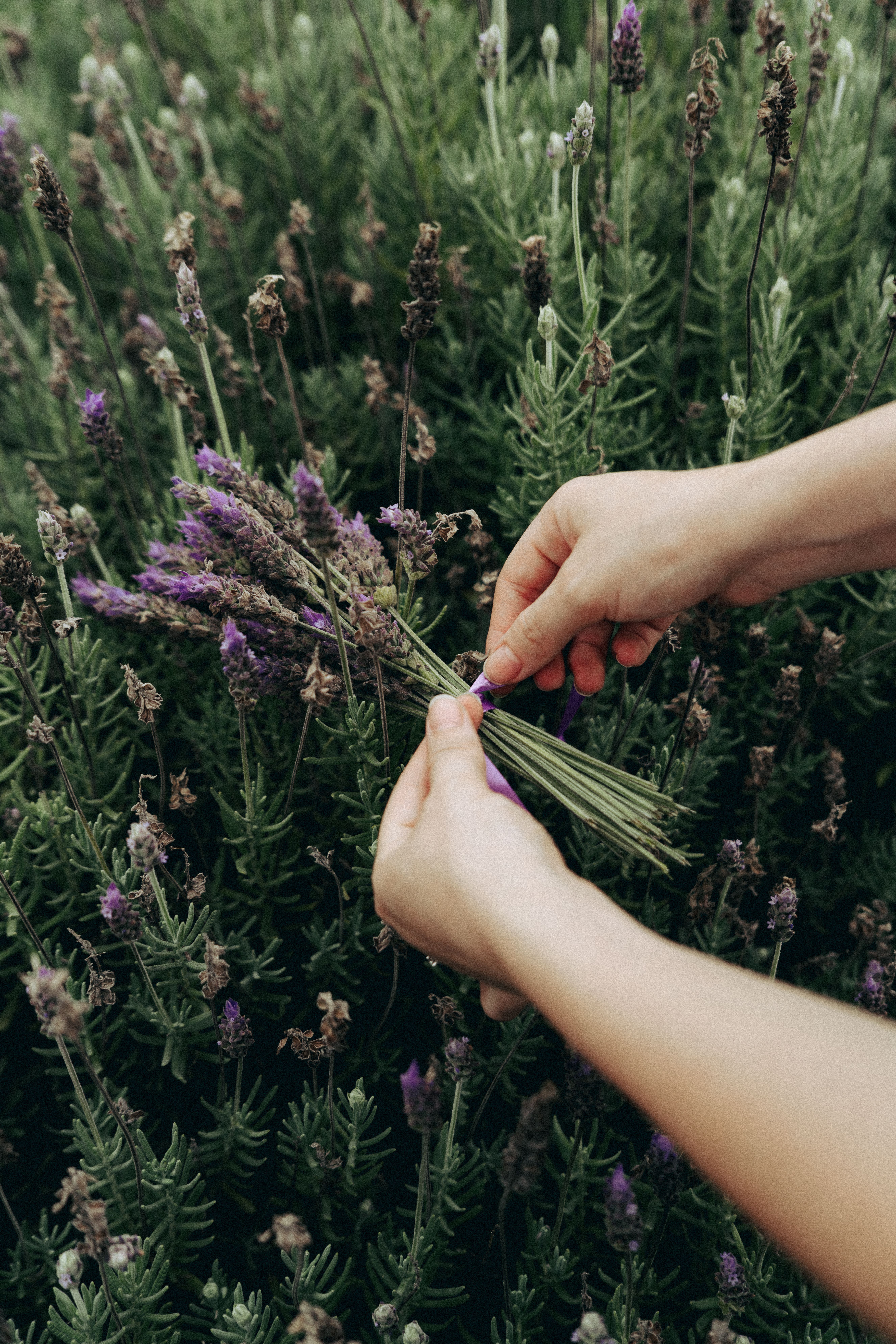 Colheita De Lavanda Em Maringá, Brasil · Foto profissional gratuita
