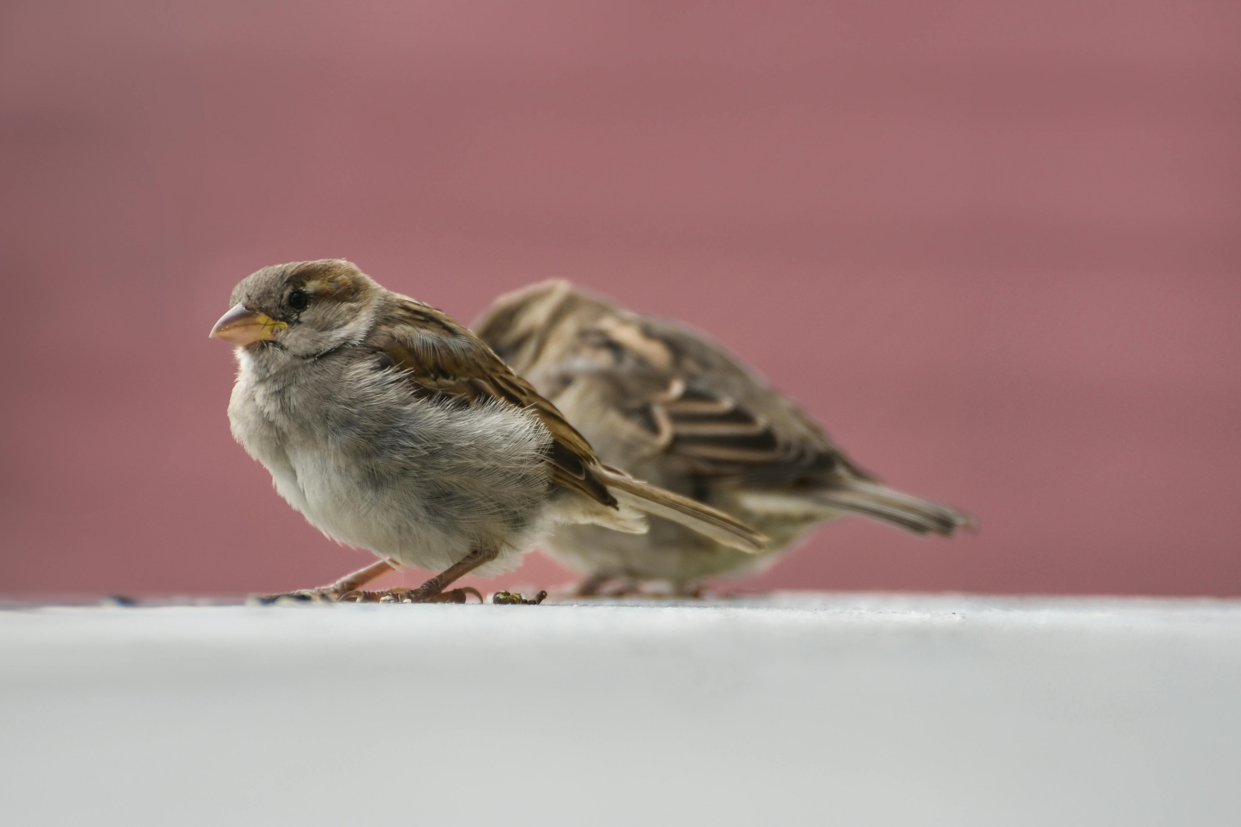 Sparrows Photos, Download The BEST Free Sparrows Stock Photos & HD Images