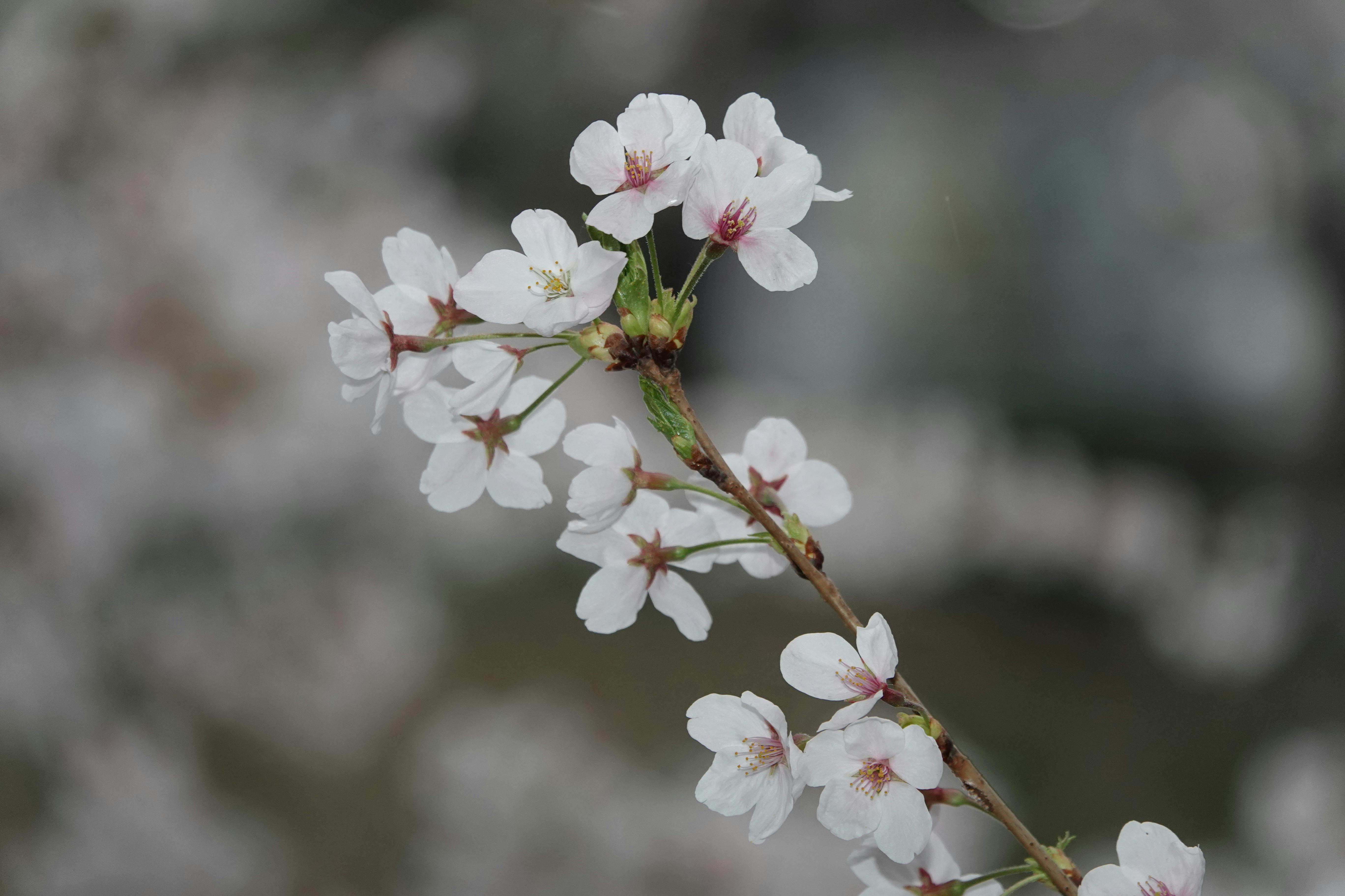 April Photos, Download The BEST Free April Stock Photos & HD Images