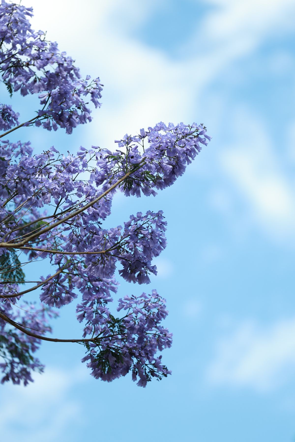 Jacaranda Tree Photos, Download The BEST Free Jacaranda Tree Stock ...