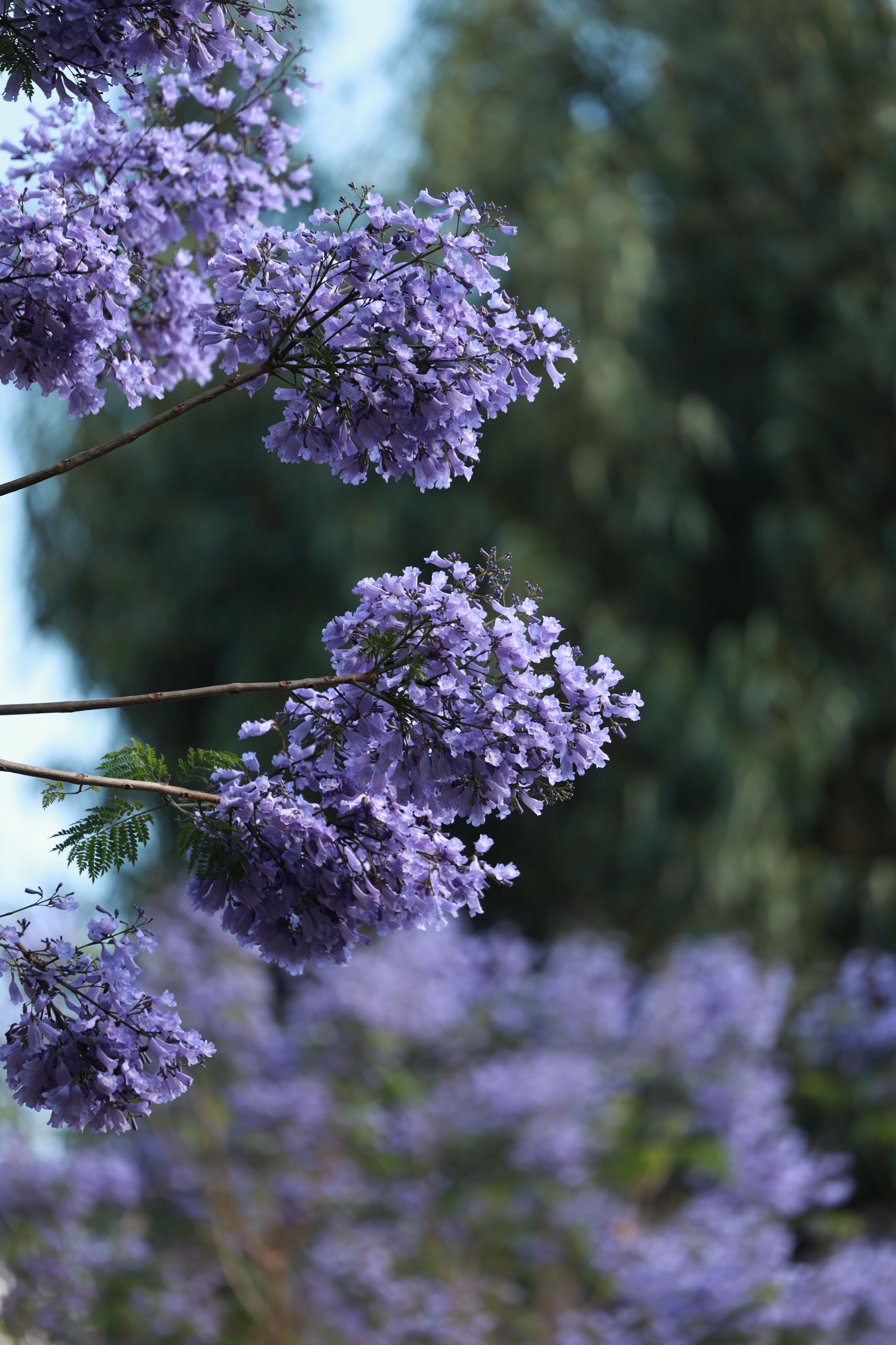 Vibrant Spring Jacaranda Blooms in Full Display · Free Stock Photo
