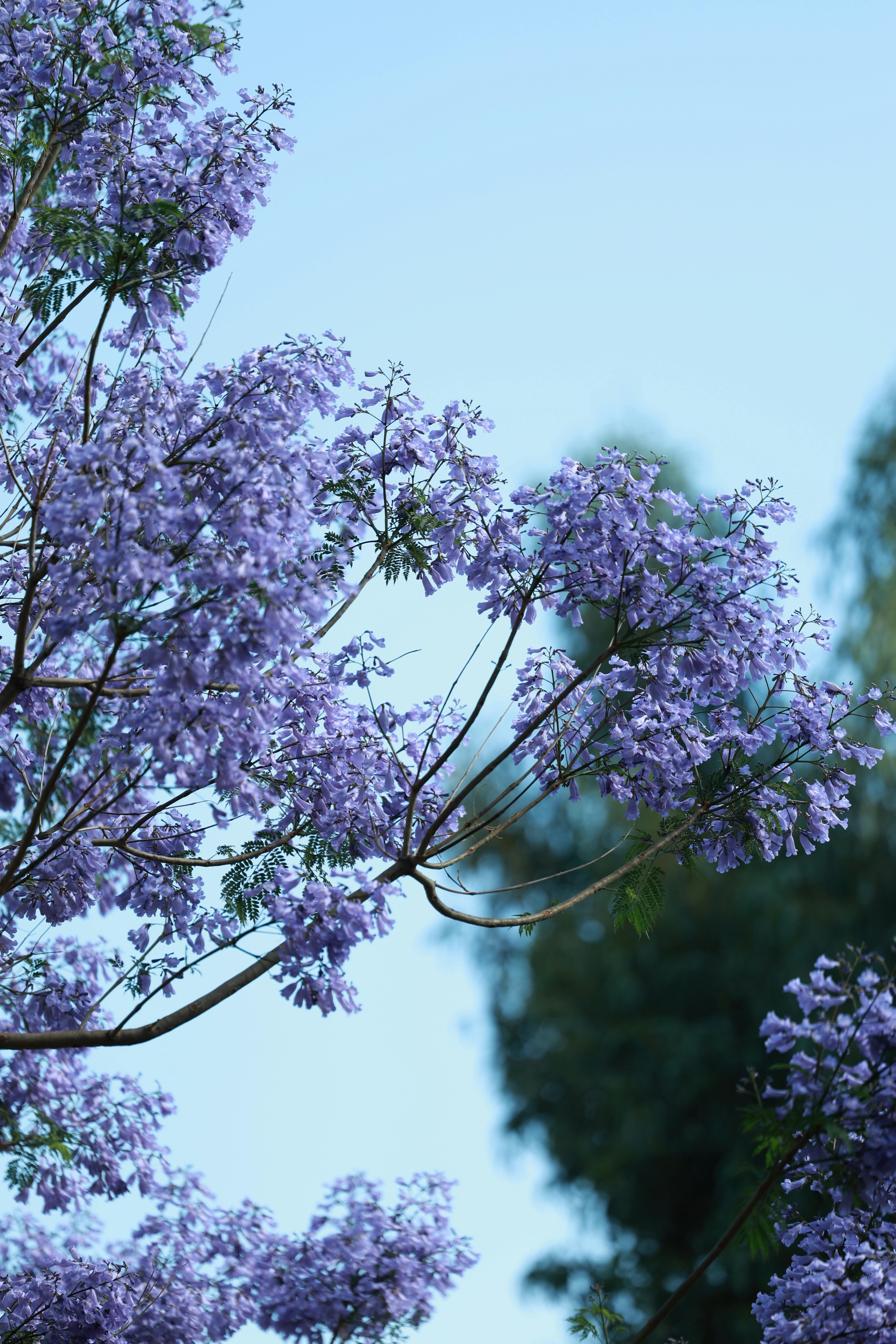 Lush Lush Photos, Download The BEST Free Lush Lush Stock Photos & HD Images