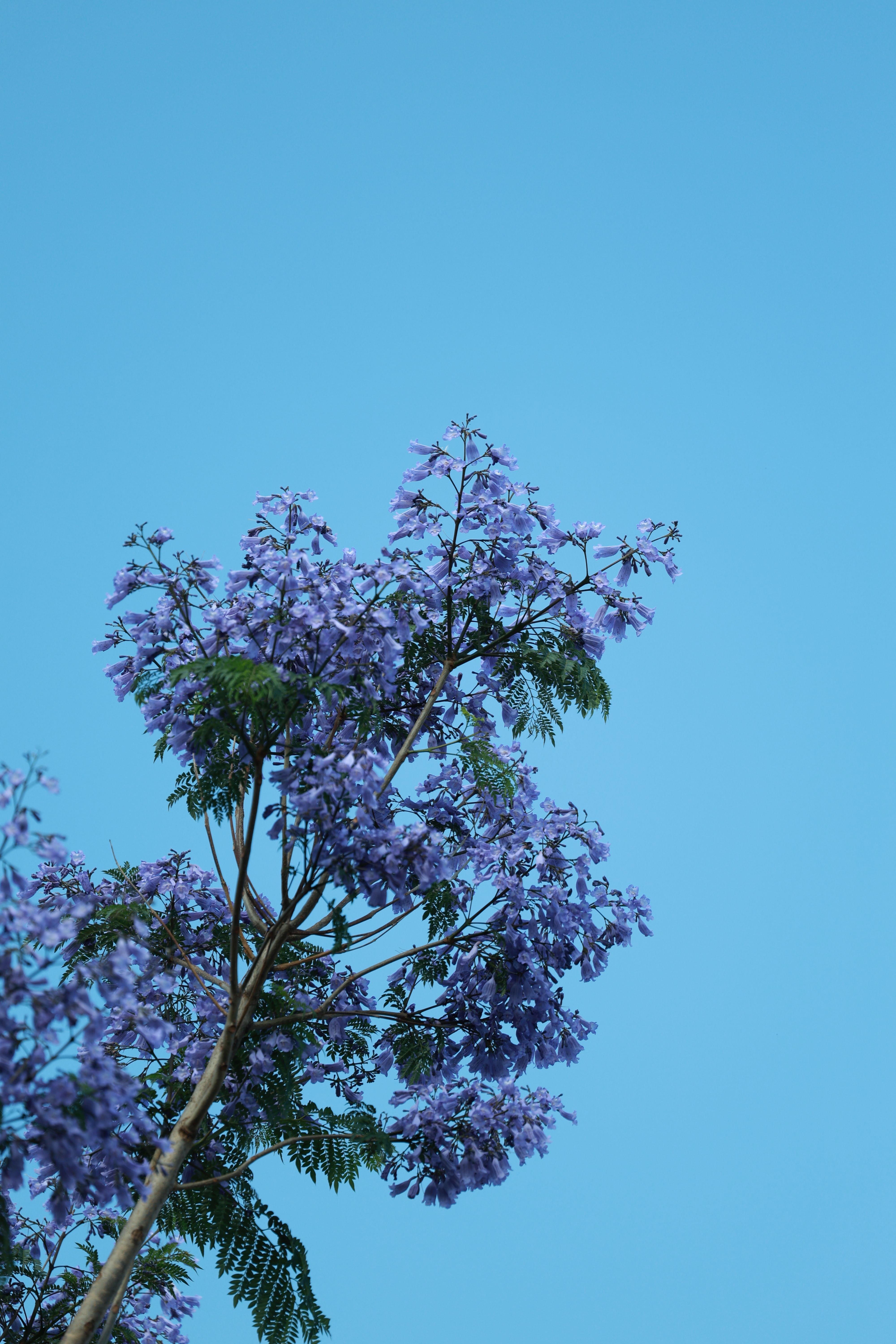 Jacaranda Tree in Bloom Against Clear Blue Sky · Free Stock Photo