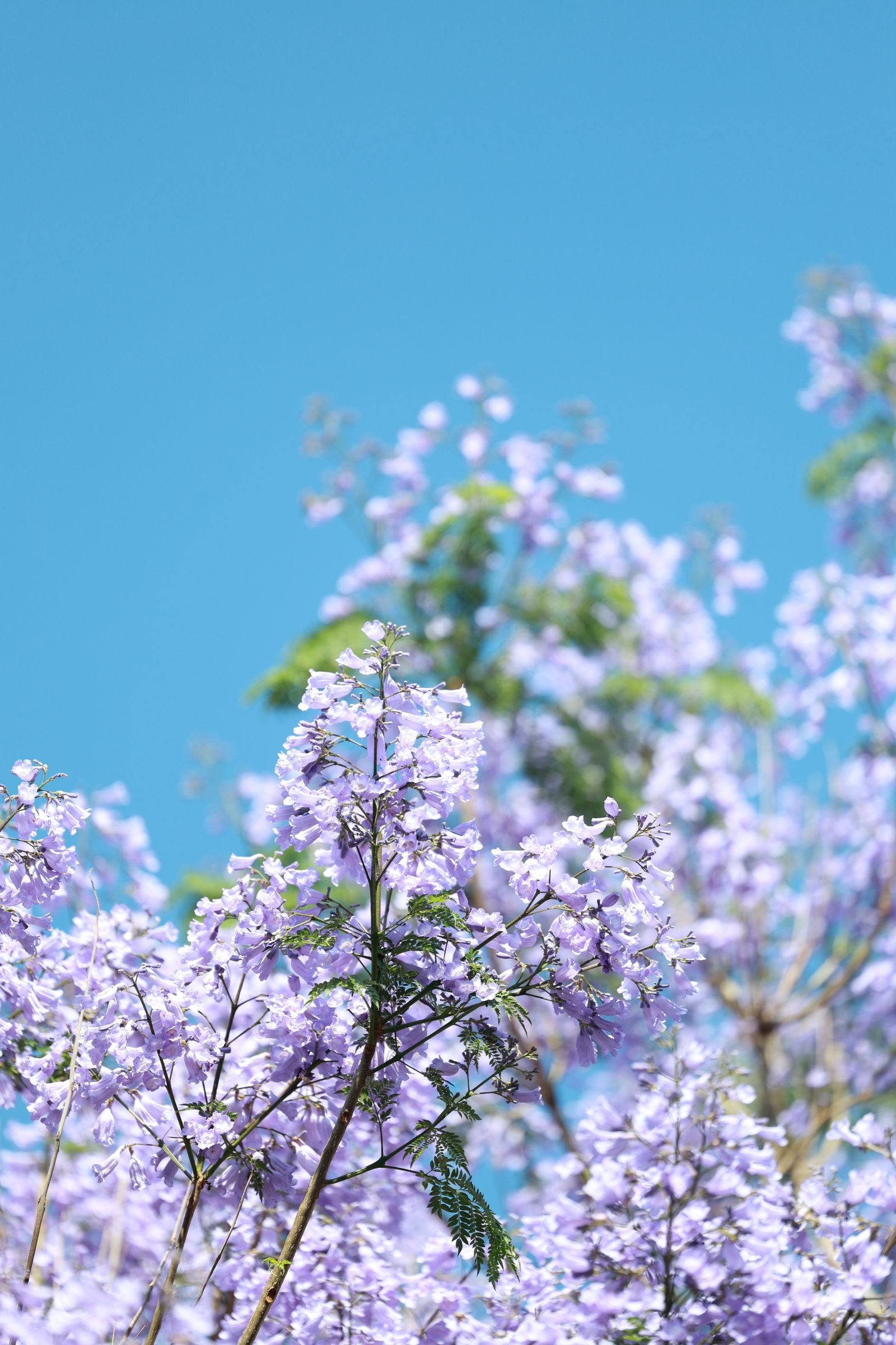 Jacaranda Tree Photos, Download The BEST Free Jacaranda Tree Stock ...