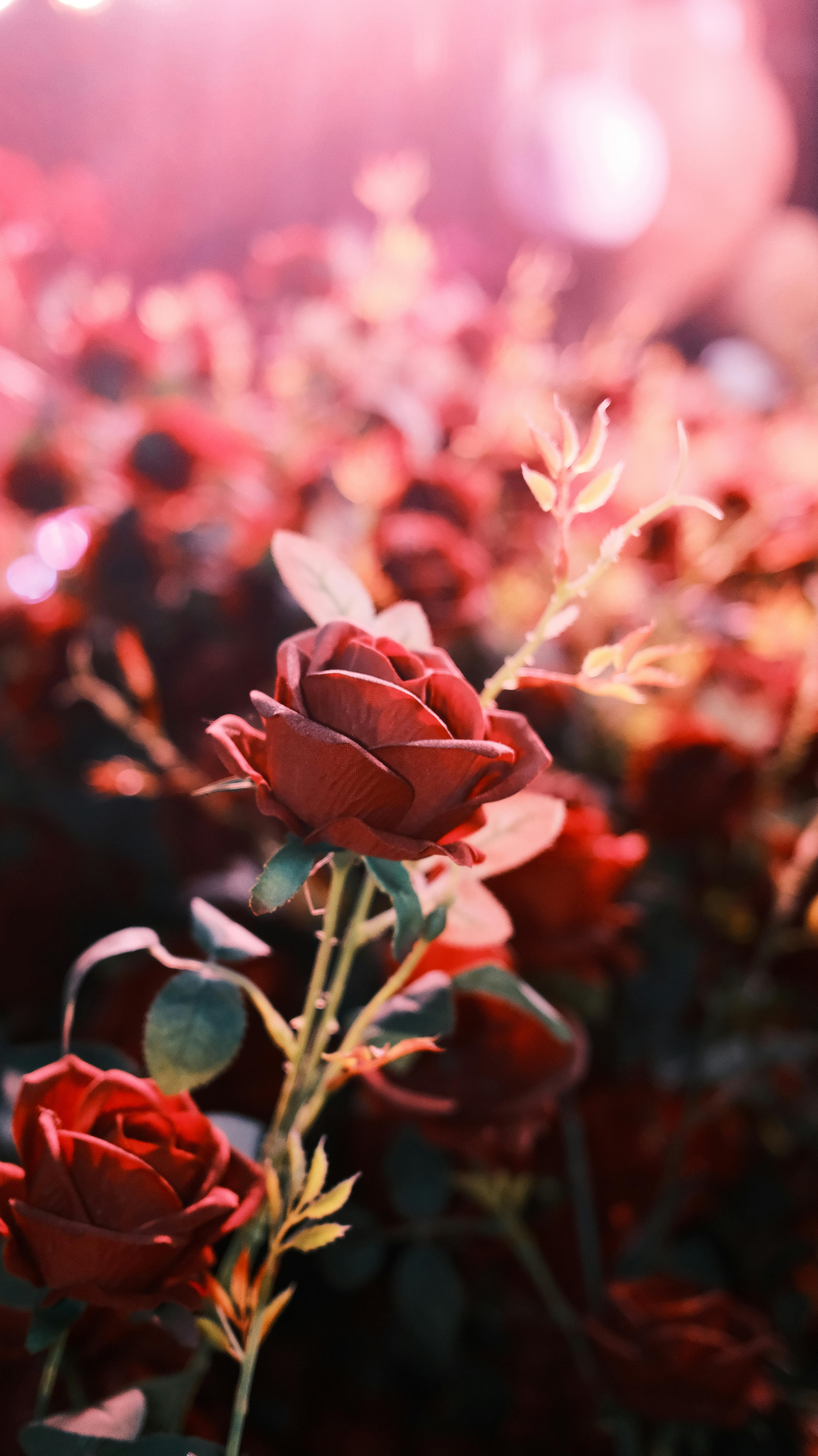 Beautiful Roses Photos, Download The BEST Free Beautiful Roses Stock ...