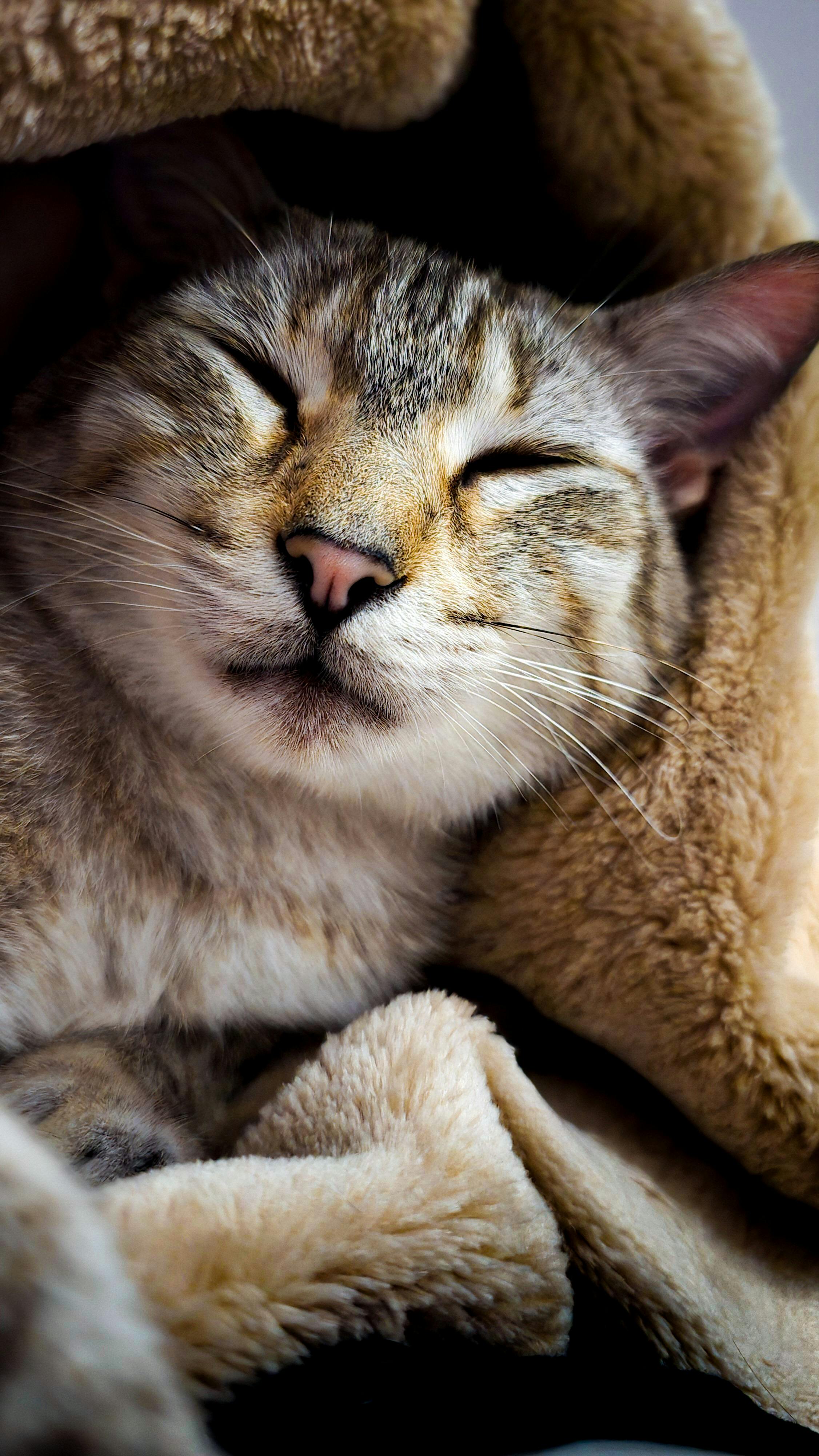 Goofy Cat Photos, Download The BEST Free Goofy Cat Stock Photos & HD Images