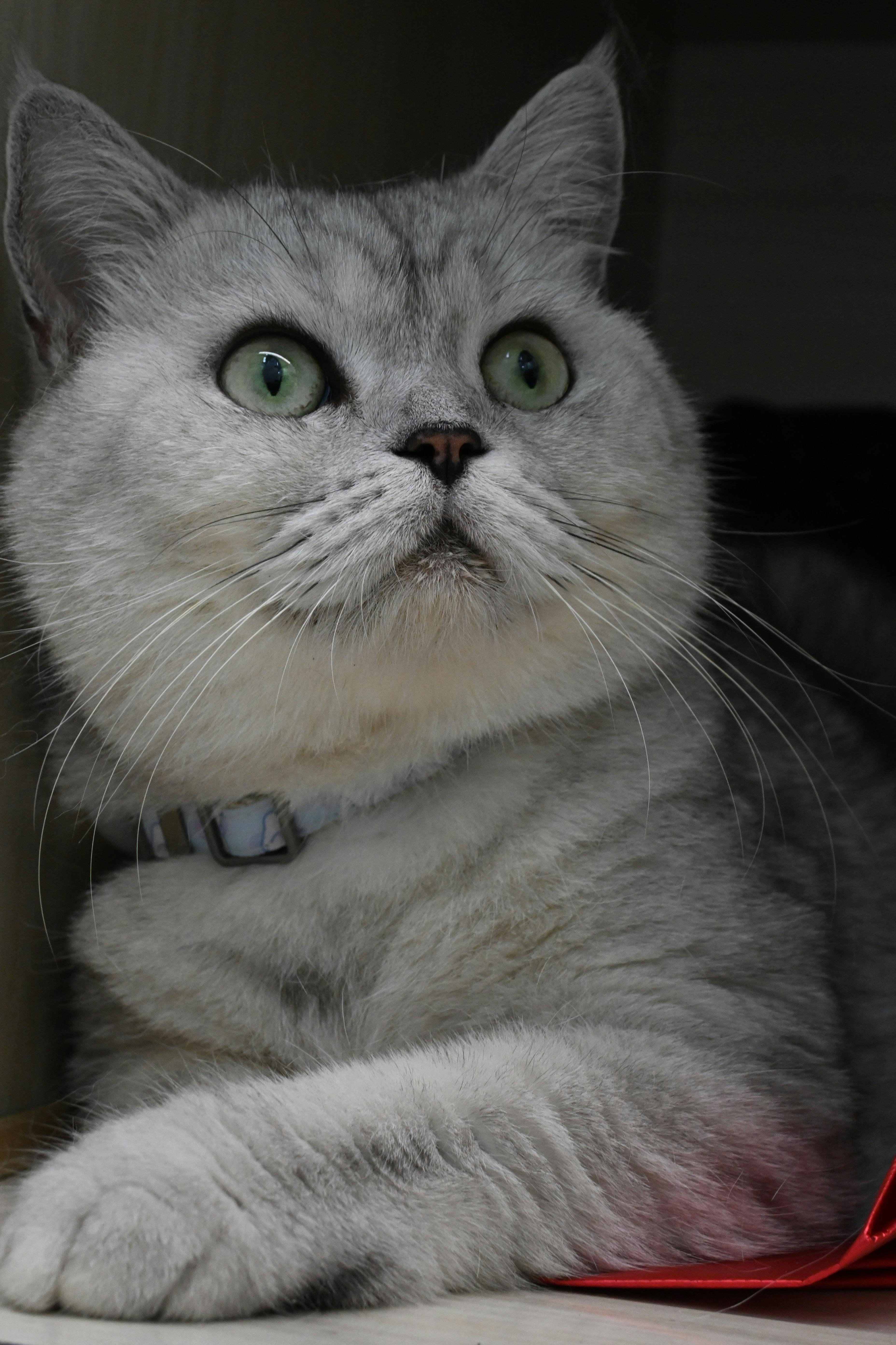 Cursed Cat Photos, Download The BEST Free Cursed Cat Stock Photos & HD ...