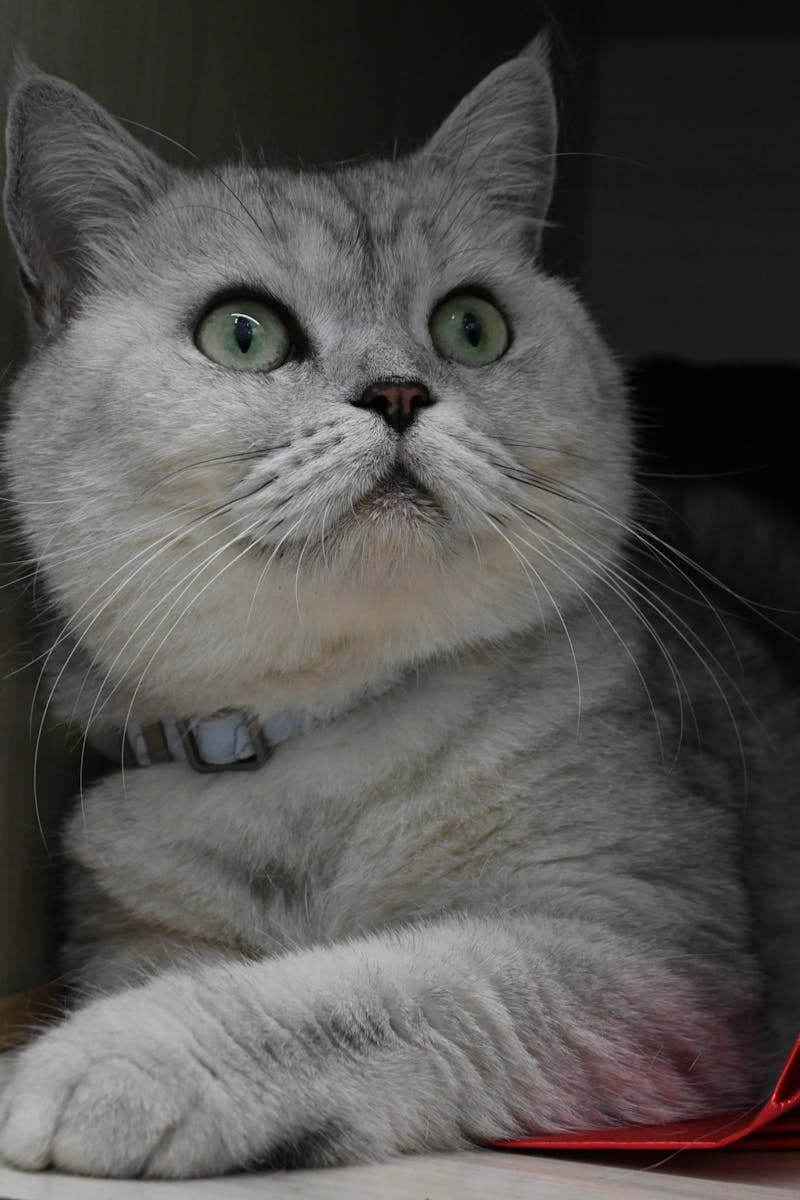 Cursed Cat Photos, Download The BEST Free Cursed Cat Stock Photos & HD ...