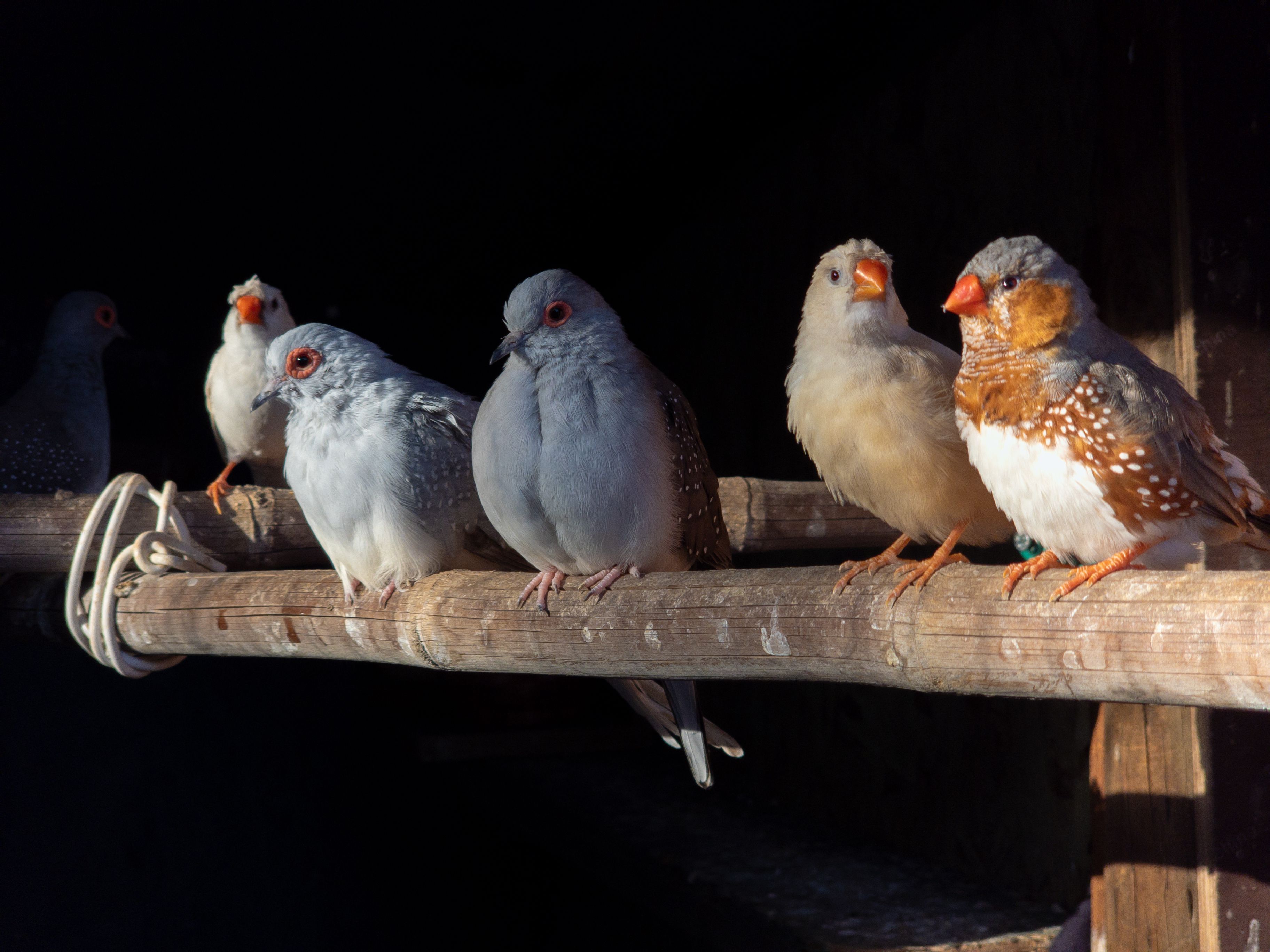 Colorful Finch Birds Perched Together in Sunlight · Free Stock Photo