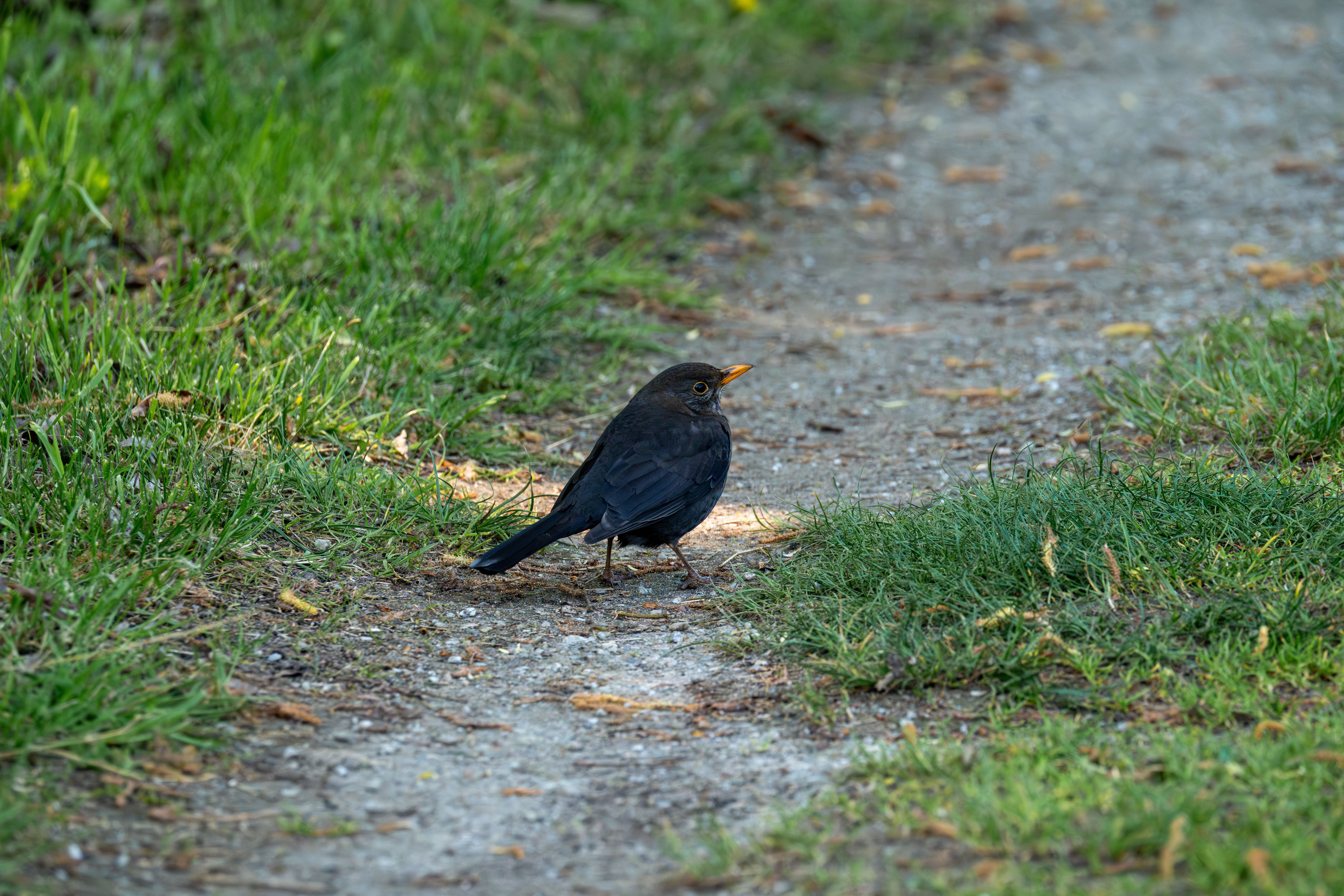Captivating Blackbird on a Garden Path · Free Stock Photo