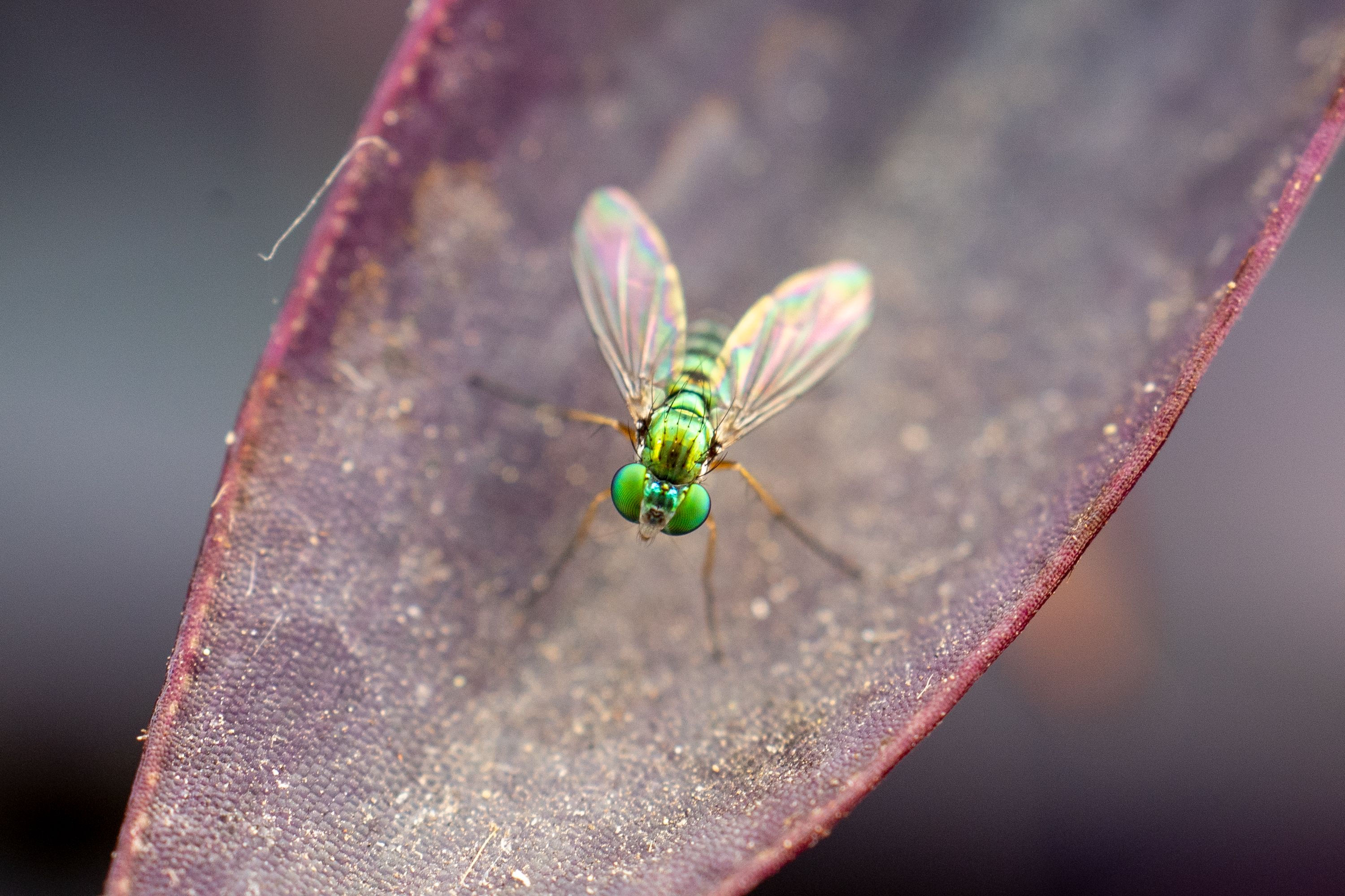 Insect Wing Texture Photos, Download The BEST Free Insect Wing Texture ...