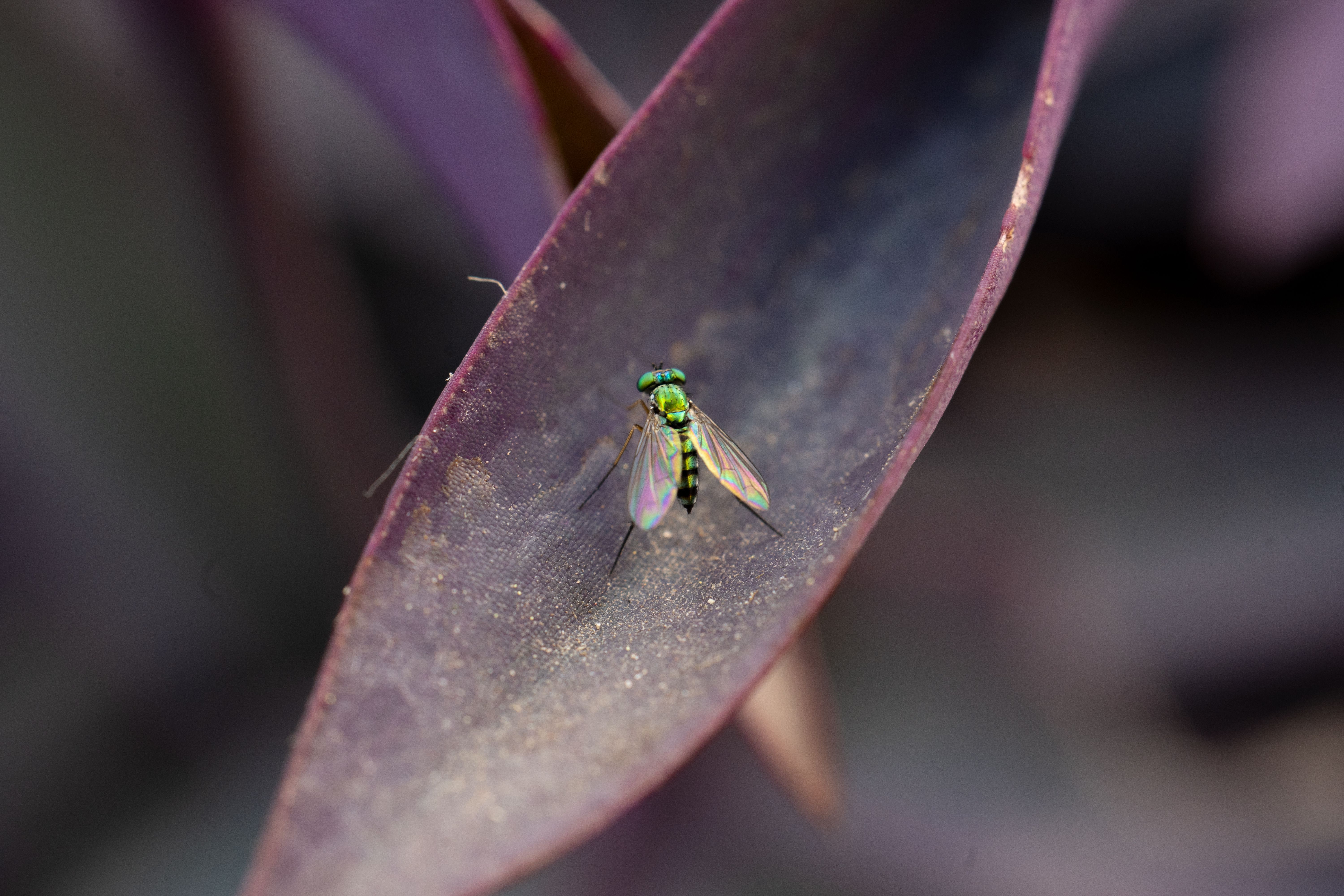 Macro Shot of Vibrant Green Fly on Leaf · Free Stock Photo
