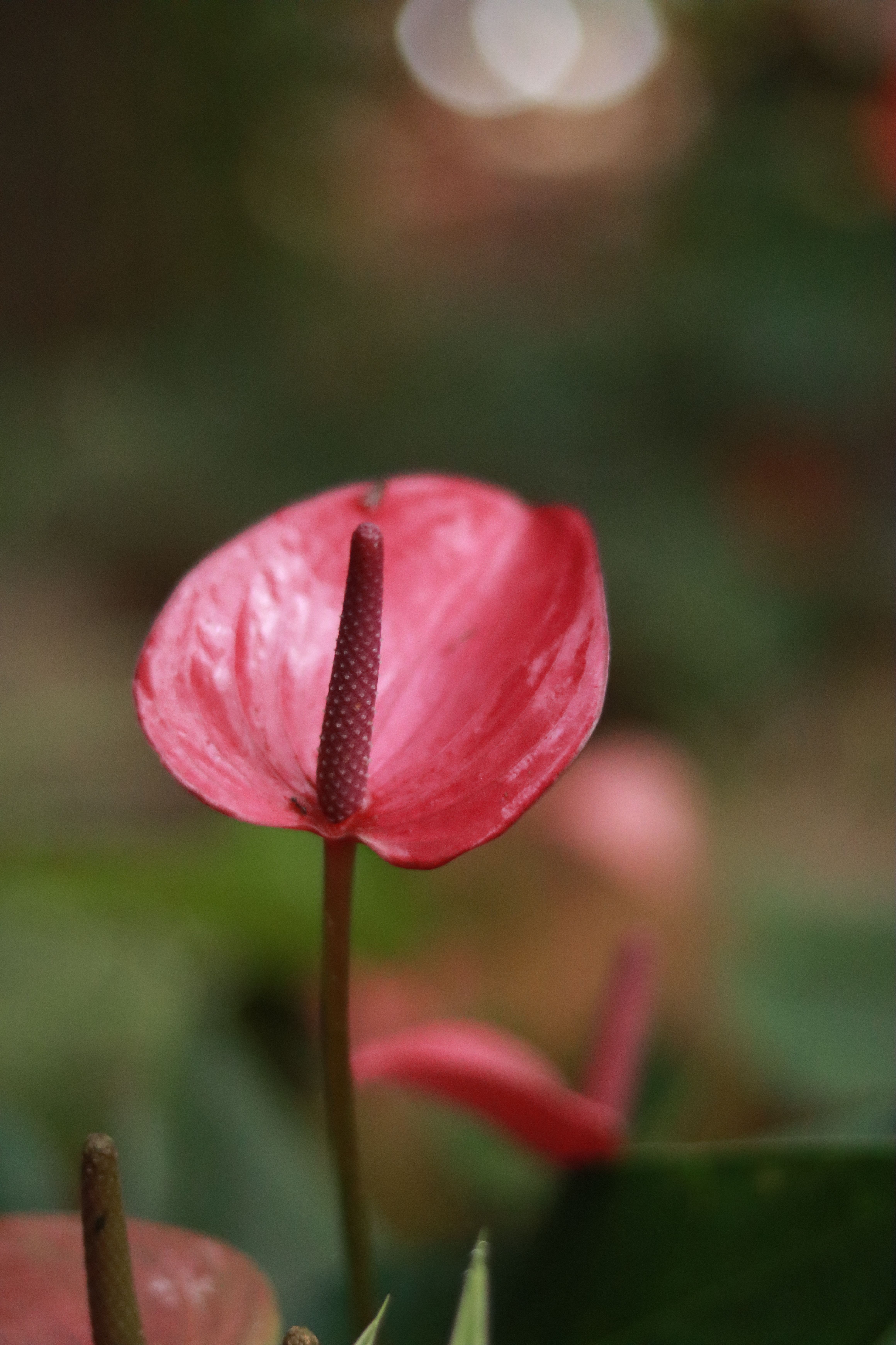 Vibrant Anthurium Flower in Indian Garden · Free Stock Photo