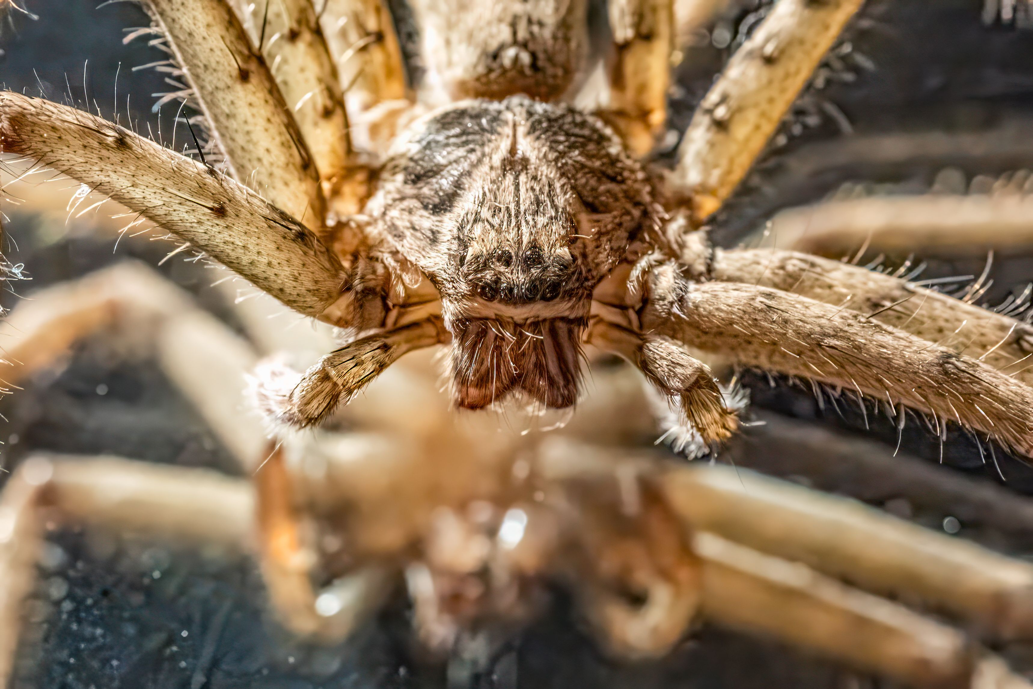 Close-Up Shot of a Furry Spider · Free Stock Photo