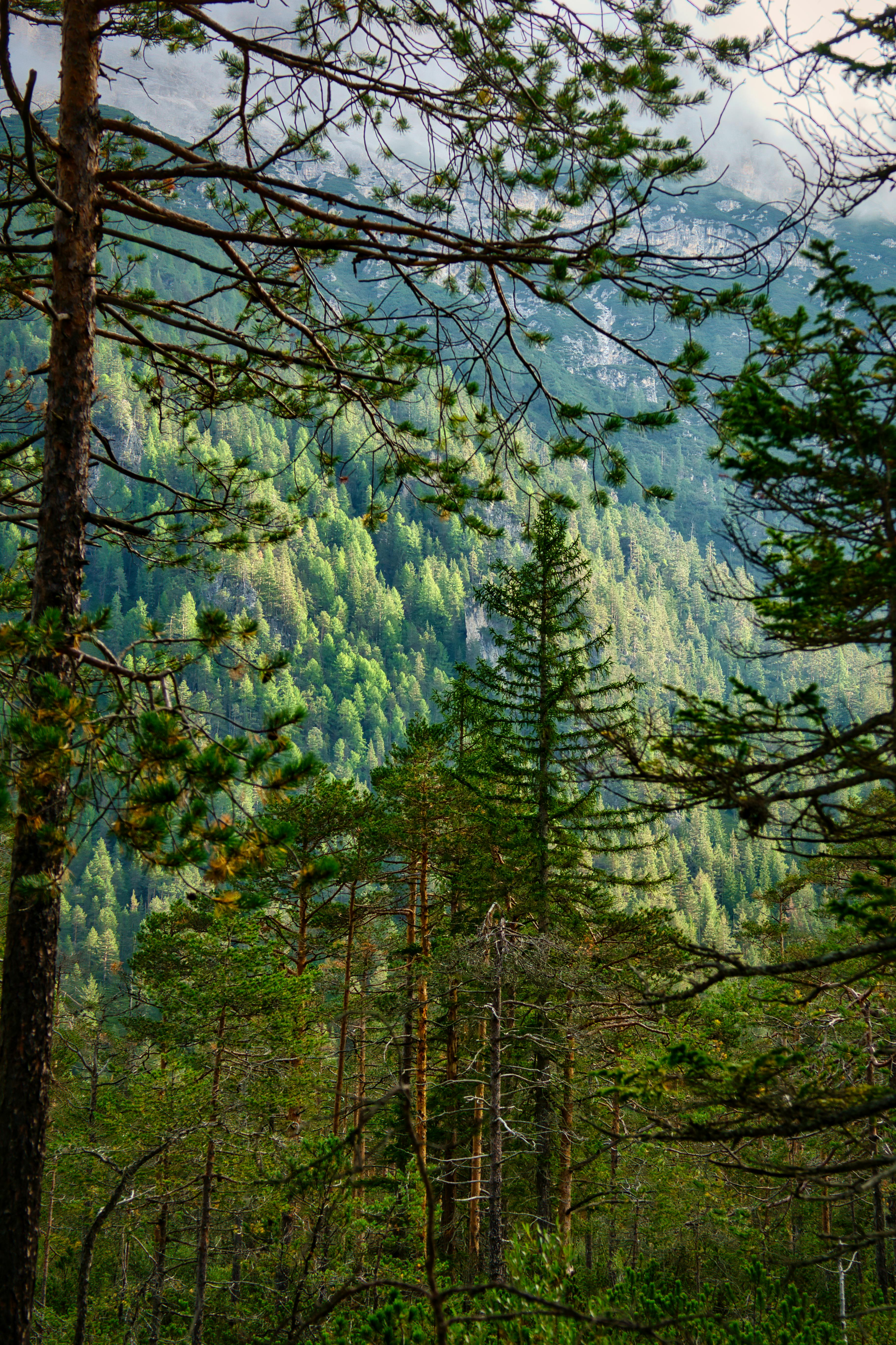 Scenic Forest View in Toblach, Italy · Free Stock Photo