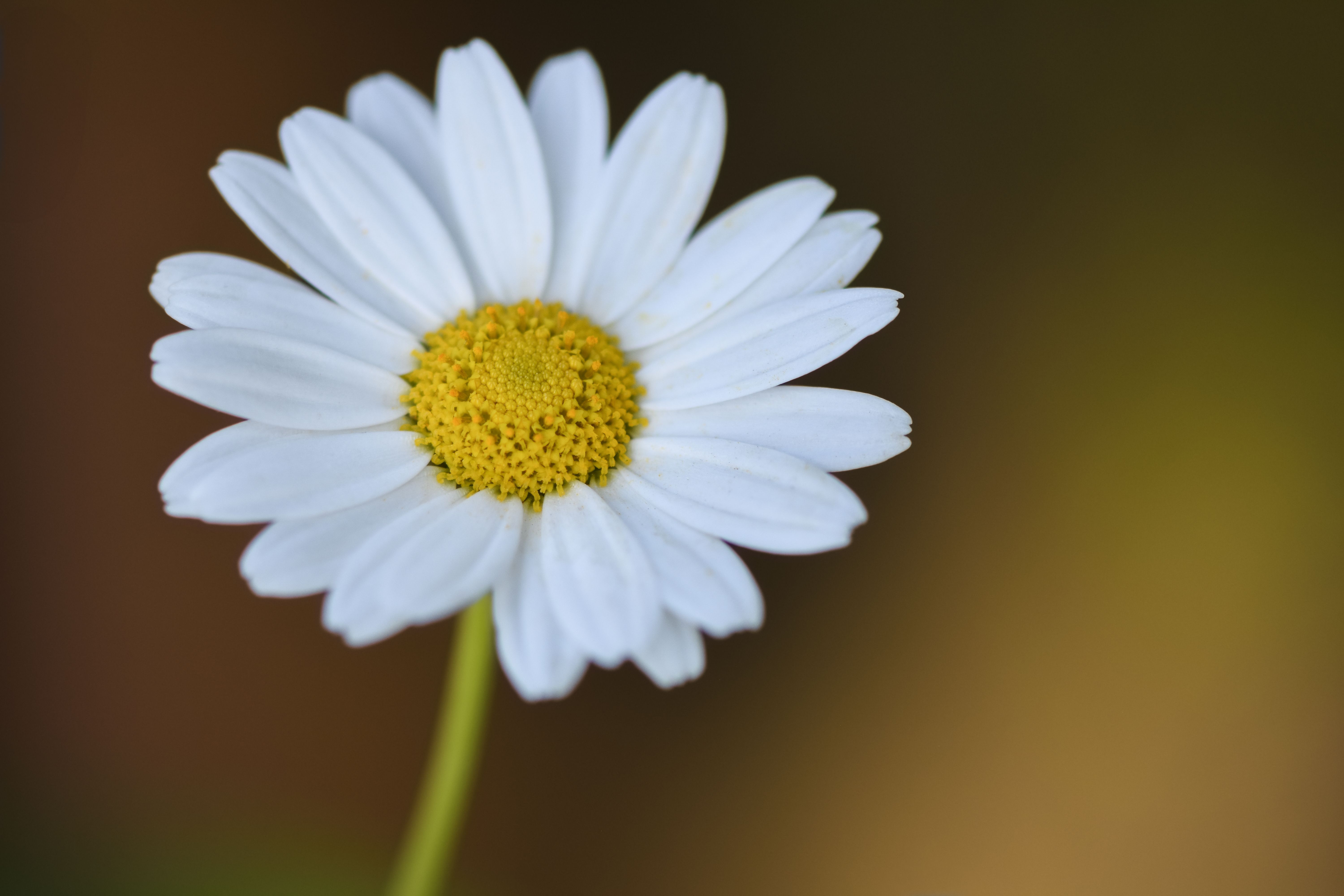 Close-up of a Single White Daisy Flower · Free Stock Photo