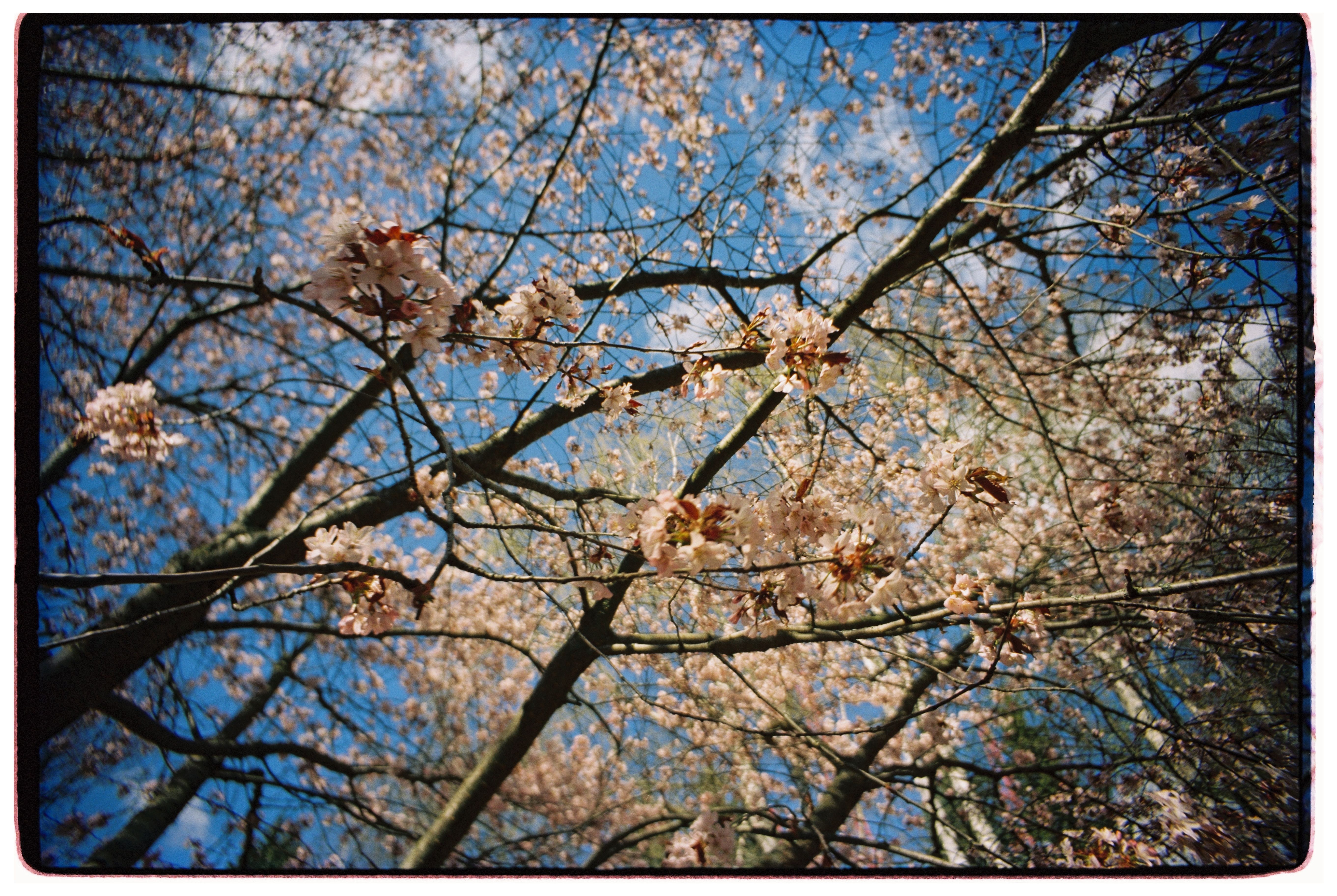 Flowering Twigs Photos, Download The BEST Free Flowering Twigs Stock ...