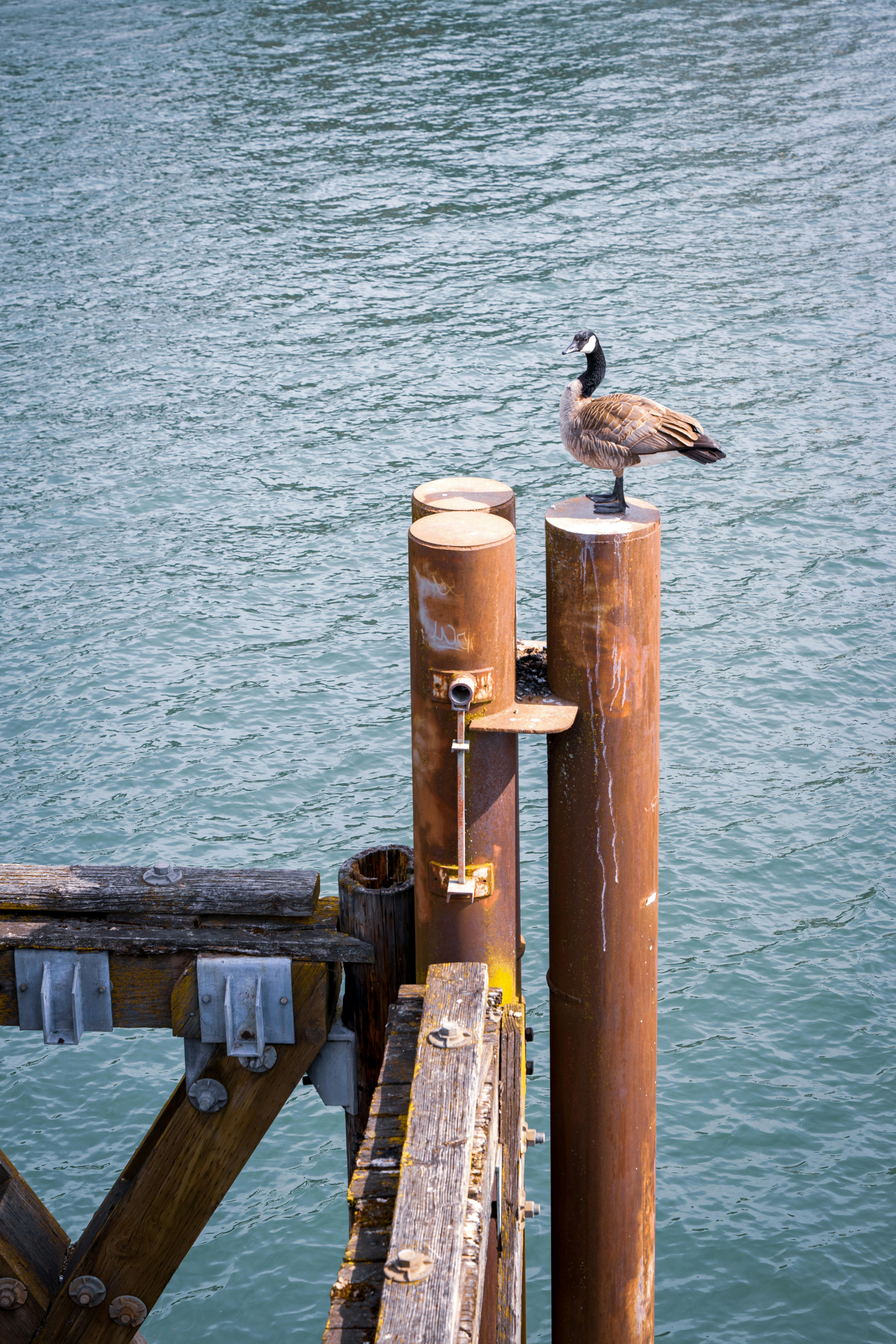 Canadian Goose on Dock in Portland, Oregon · Free Stock Photo