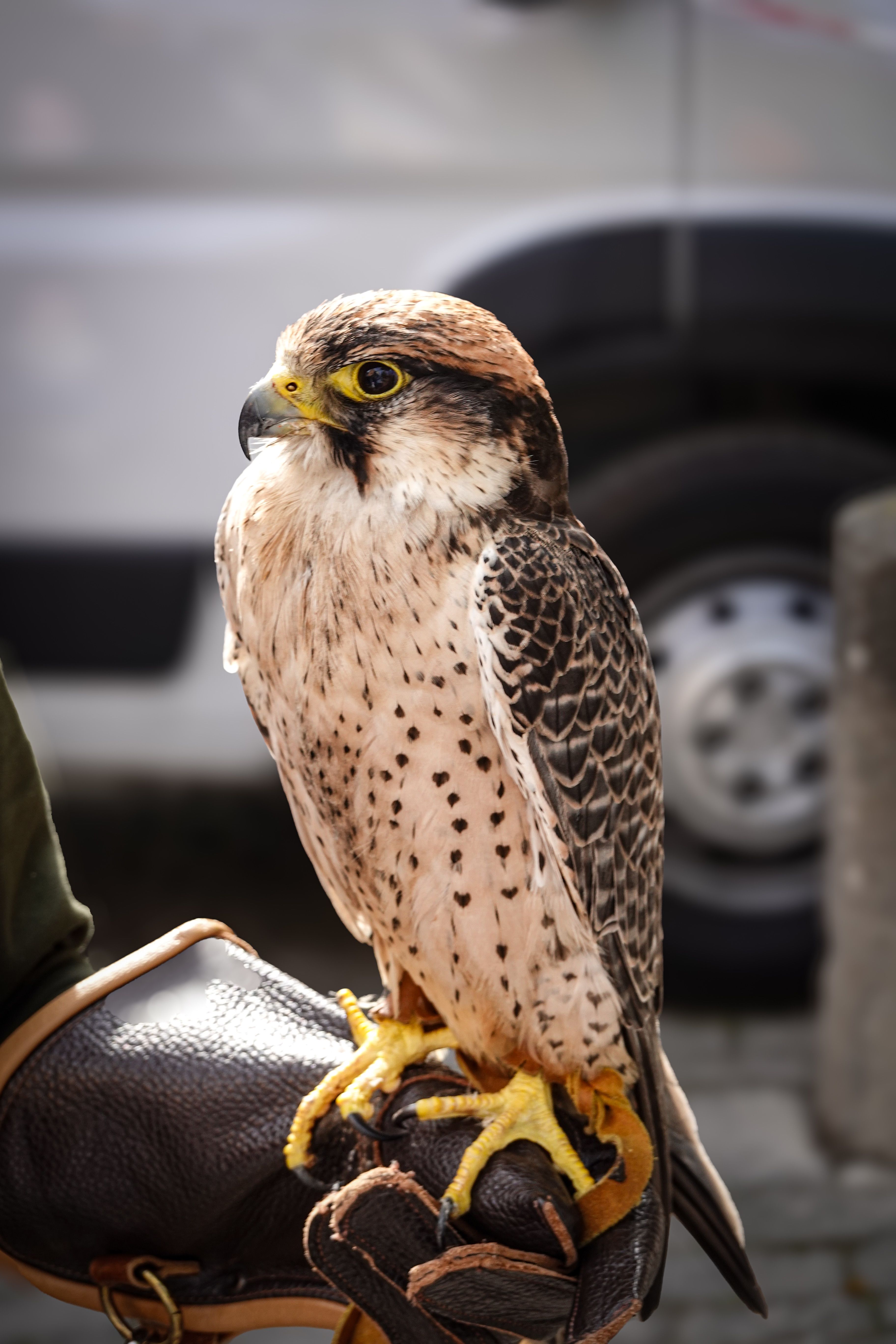Falcon Photos, Download The BEST Free Falcon Stock Photos & HD Images
