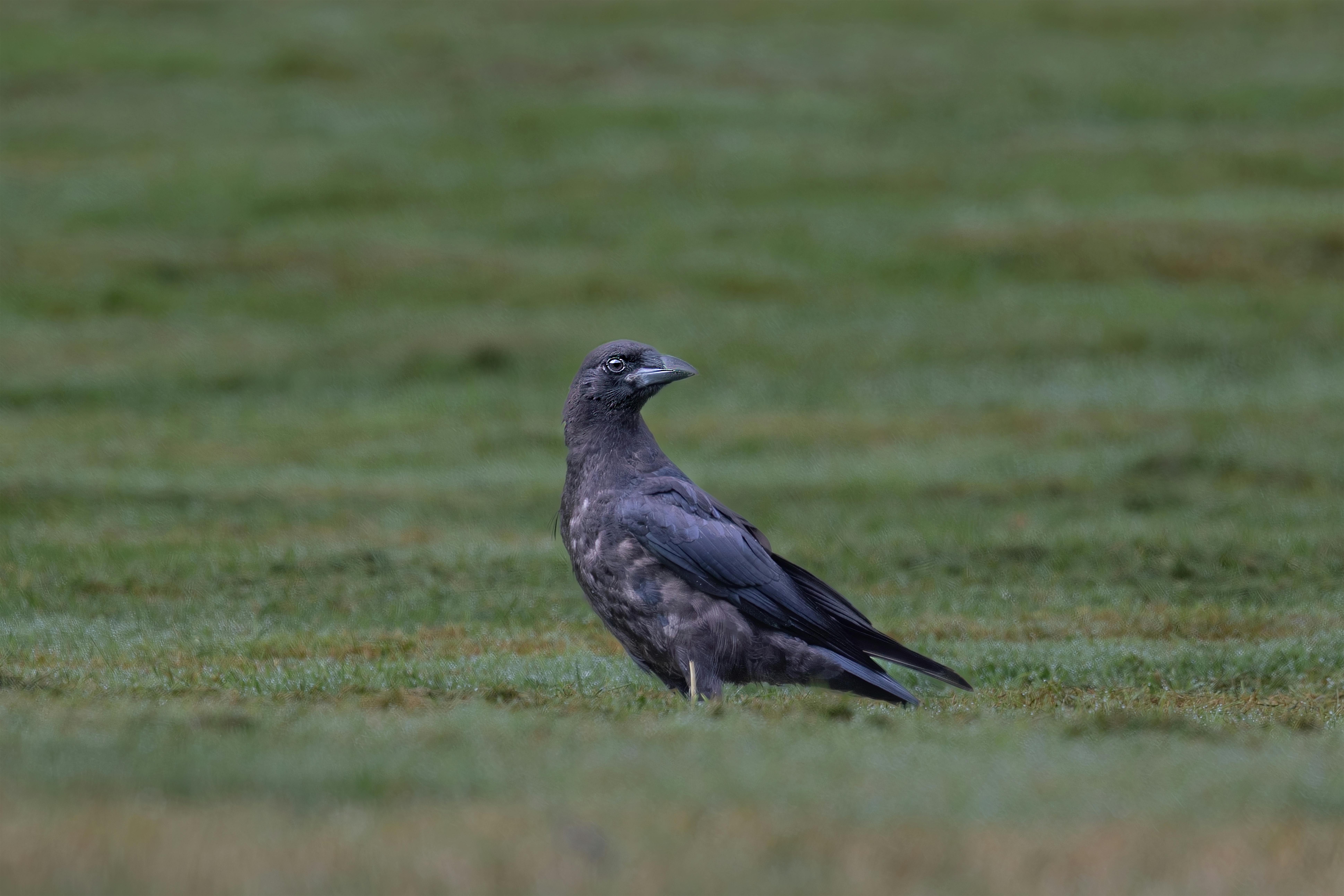 100.000+ Scroller+girls+small+size+hd Bilder und Fotos · Kostenlos ...