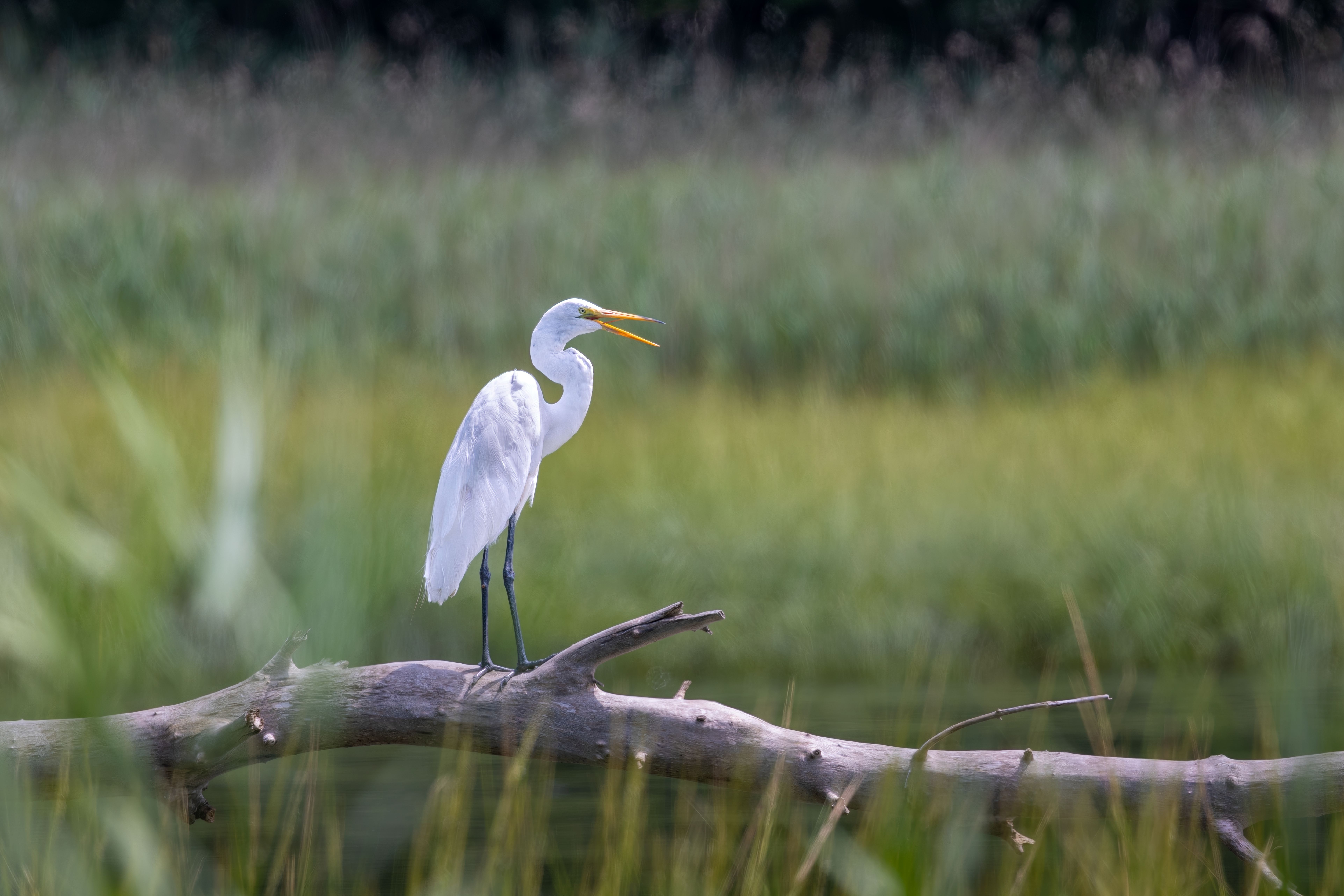 Majestic Egret Perched on a Log in Ipswich Wetlands · Free Stock Photo