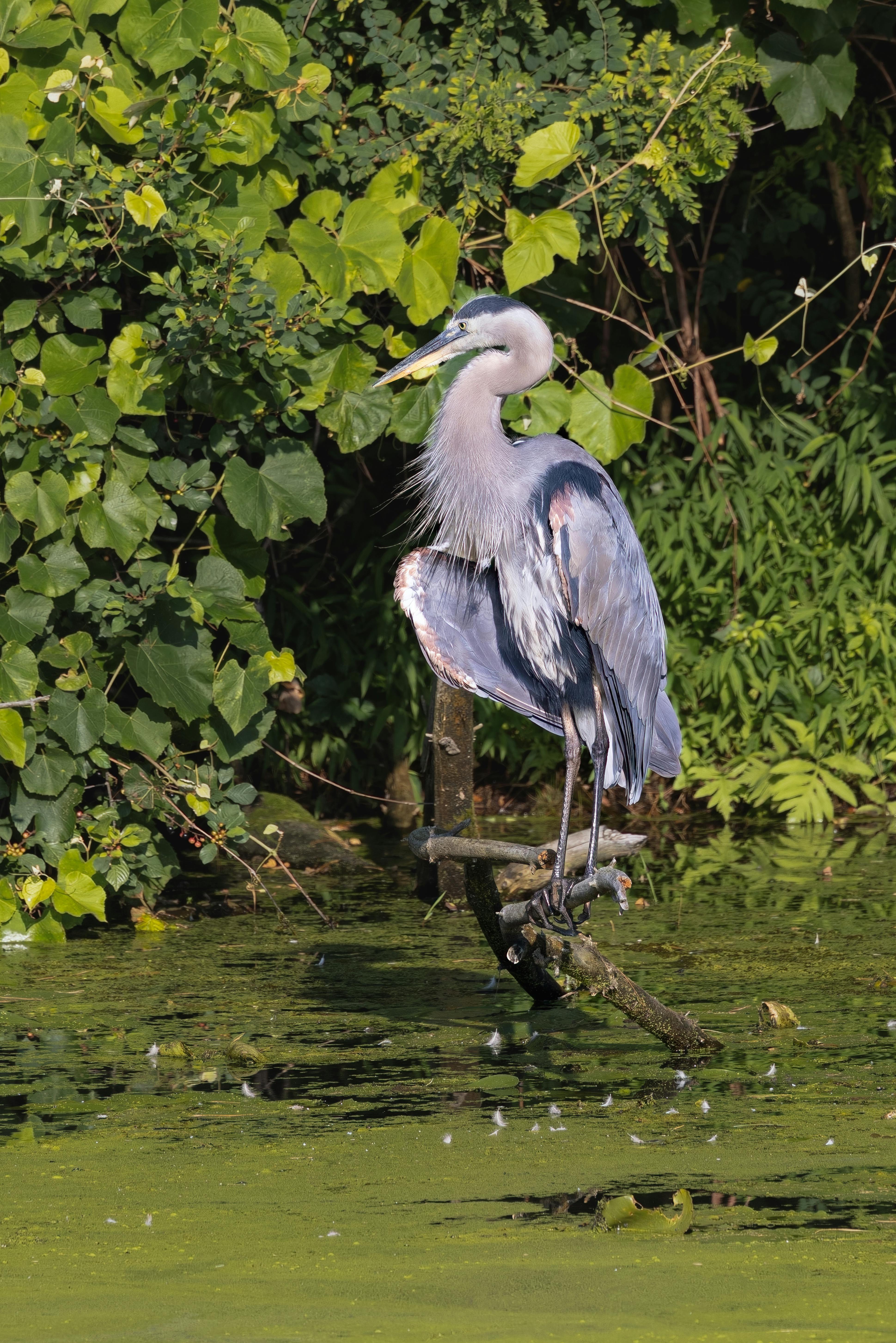 100.000+ Scroller+girls+small+size+hd Bilder und Fotos · Kostenlos ...