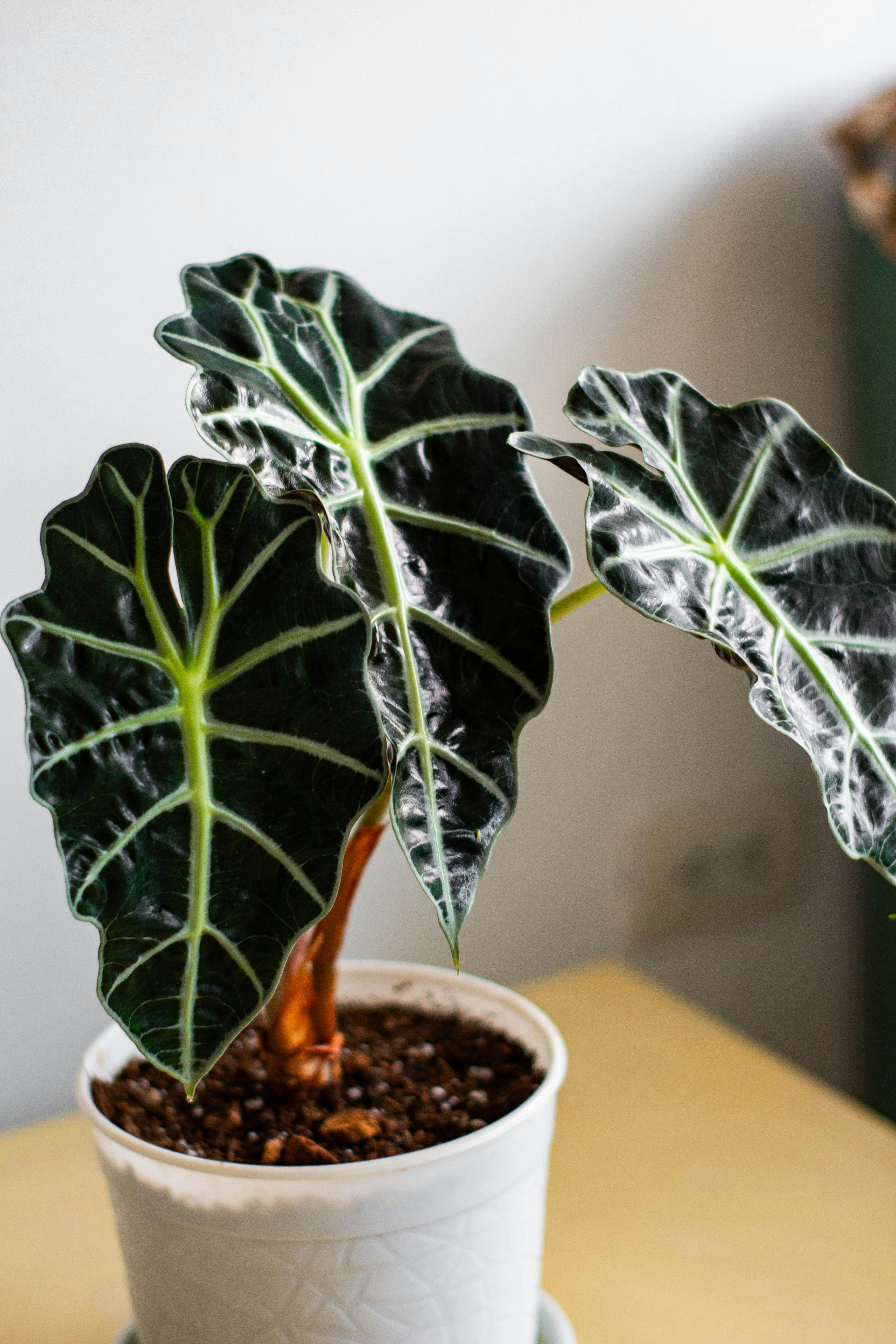 Pipi+Polly Photos, Download The BEST Free Pipi+Polly Stock Photos & HD ...