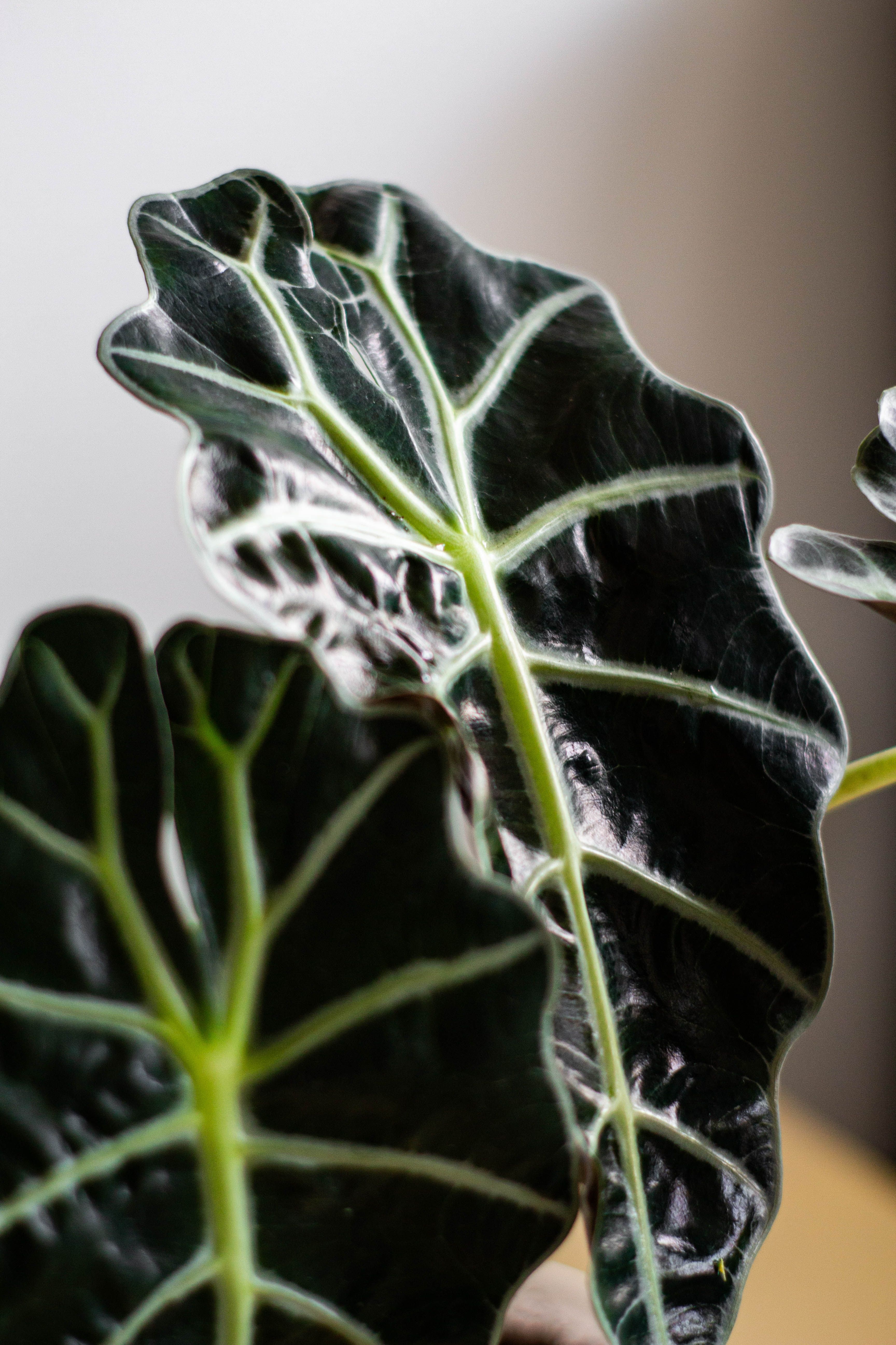 Close-up of Alocasia Leaf with Veins · Free Stock Photo