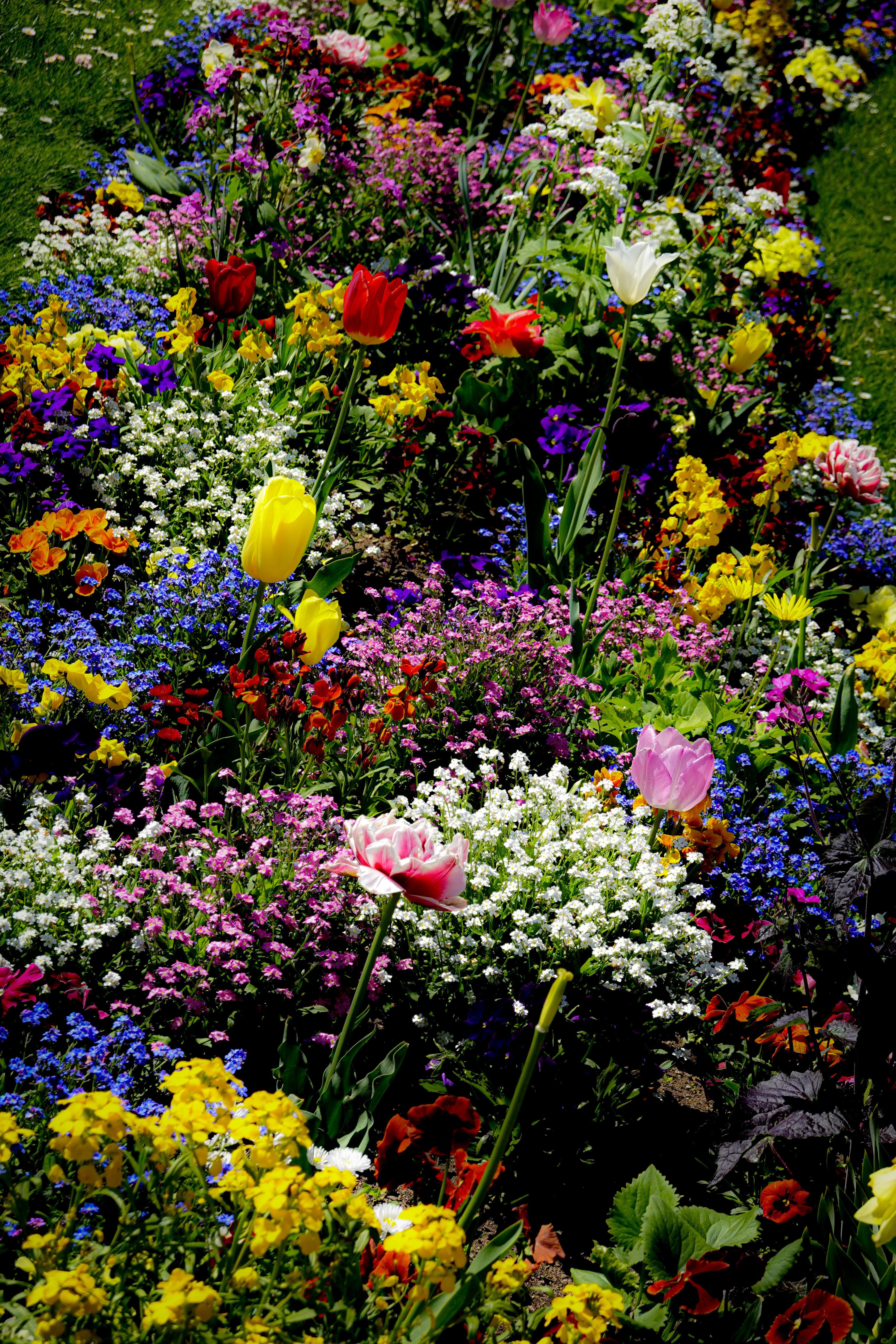 Real Colorful Natural Flowers Landscape Photos, Download The BEST Free ...