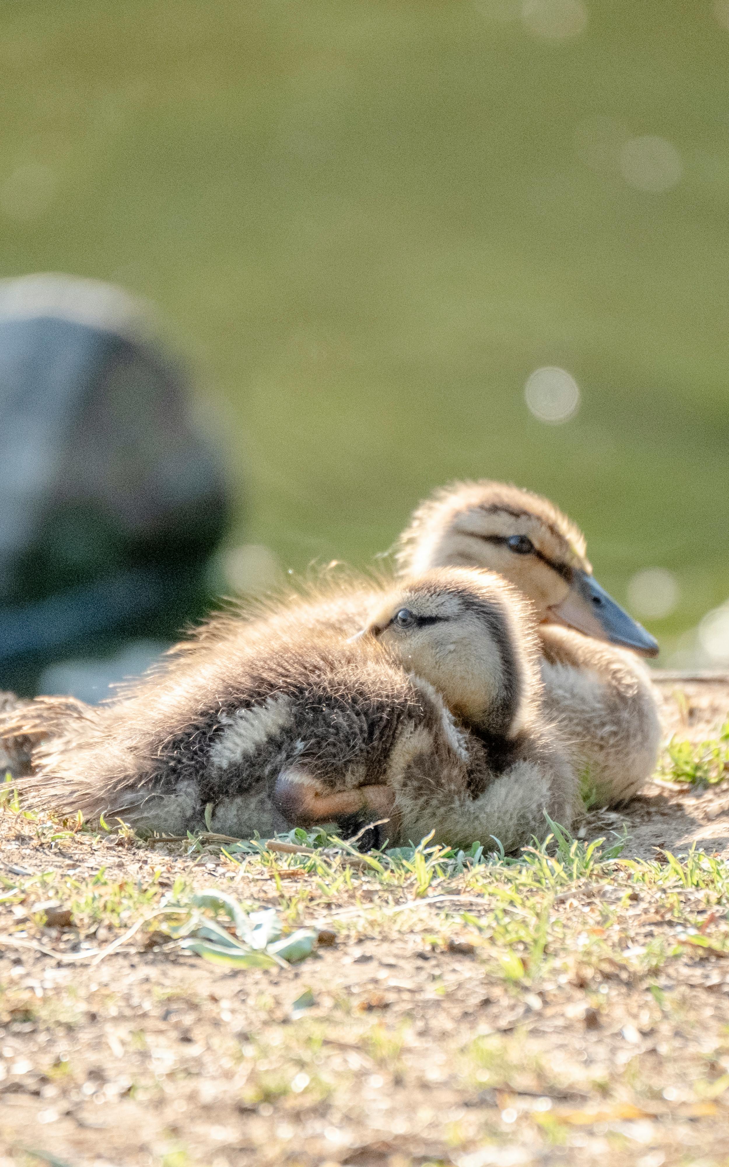 Warmth Photos, Download The BEST Free Warmth Stock Photos & HD Images