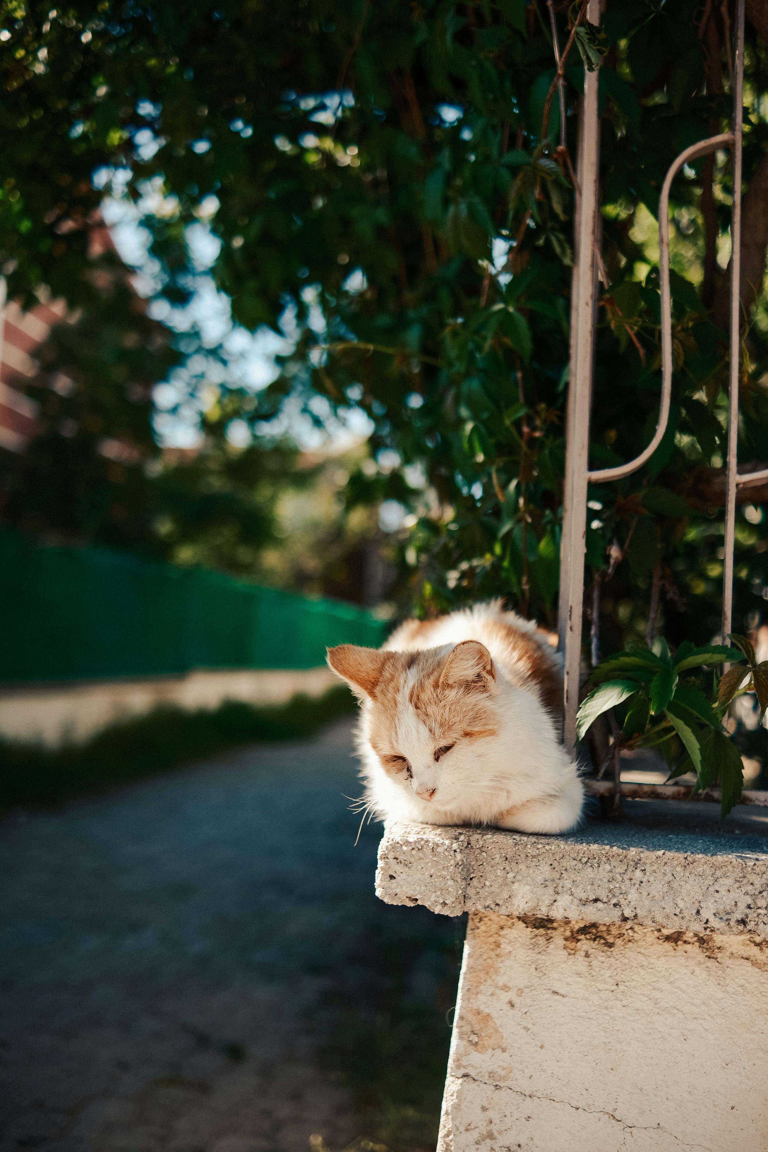 Resting Photos, Download The BEST Free Resting Stock Photos & HD Images