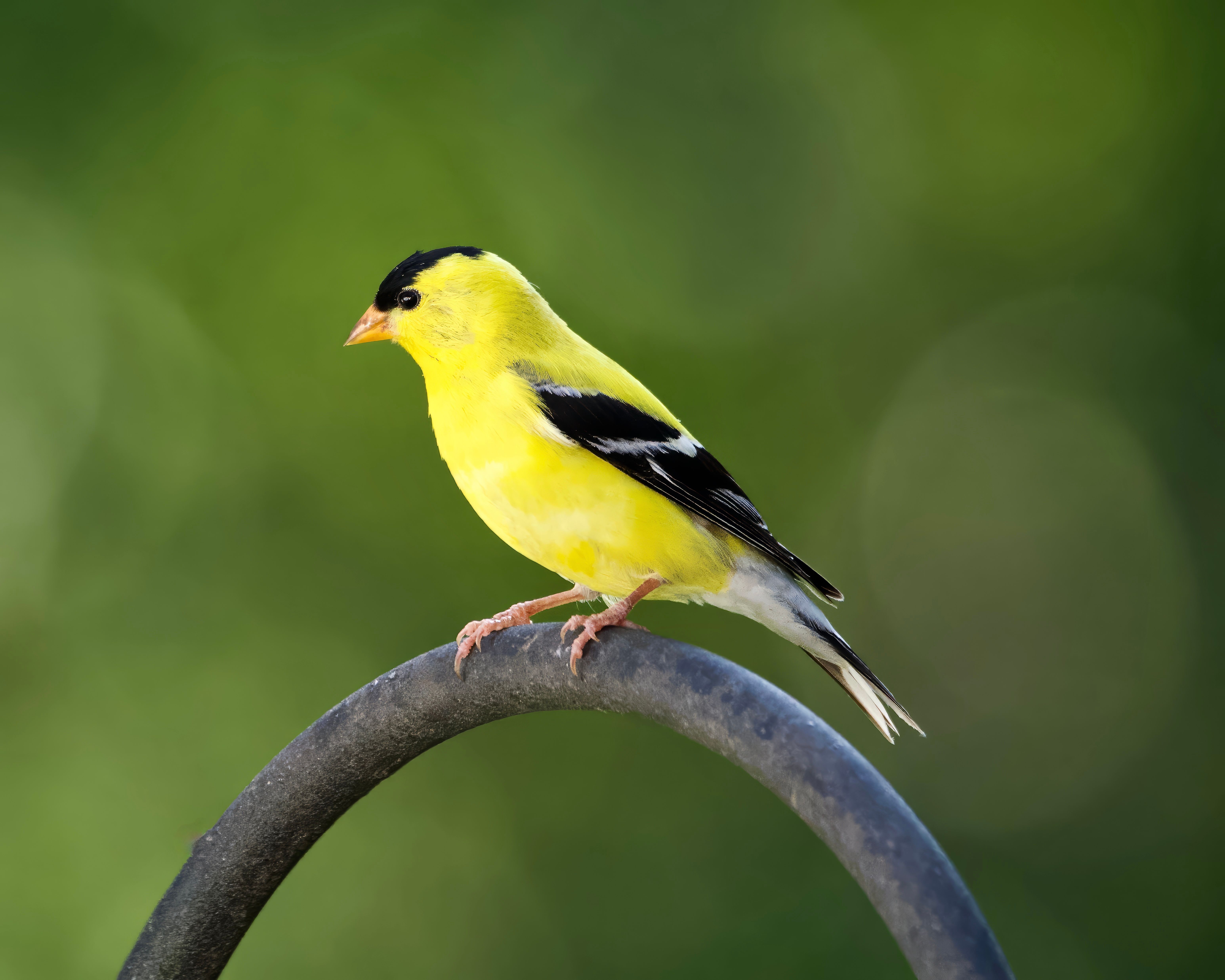 Close-up of American Goldfinch in Natural Habitat · Free Stock Photo