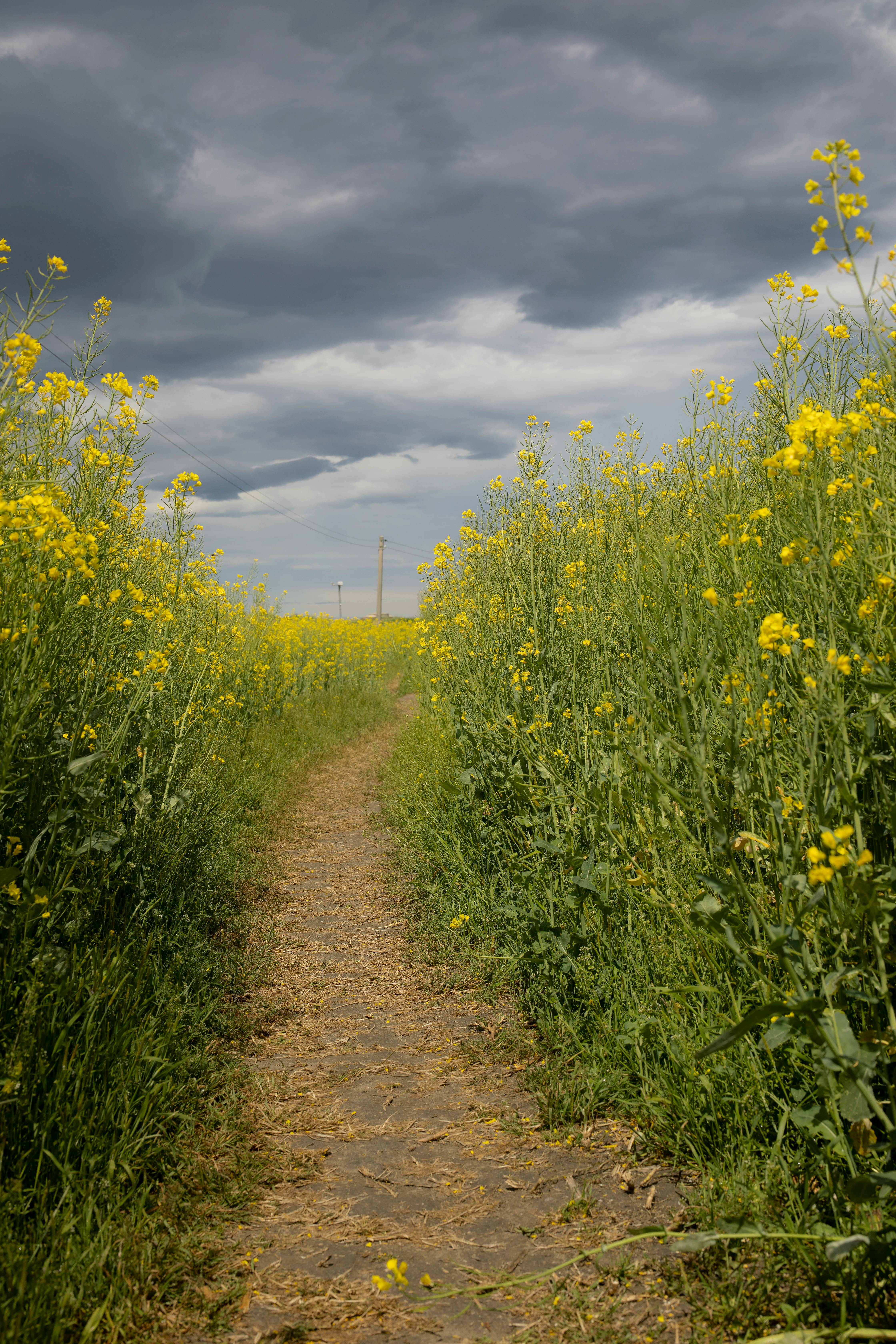 Pathway through Yellow Canola Field under Stormy Sky · Free Stock Photo