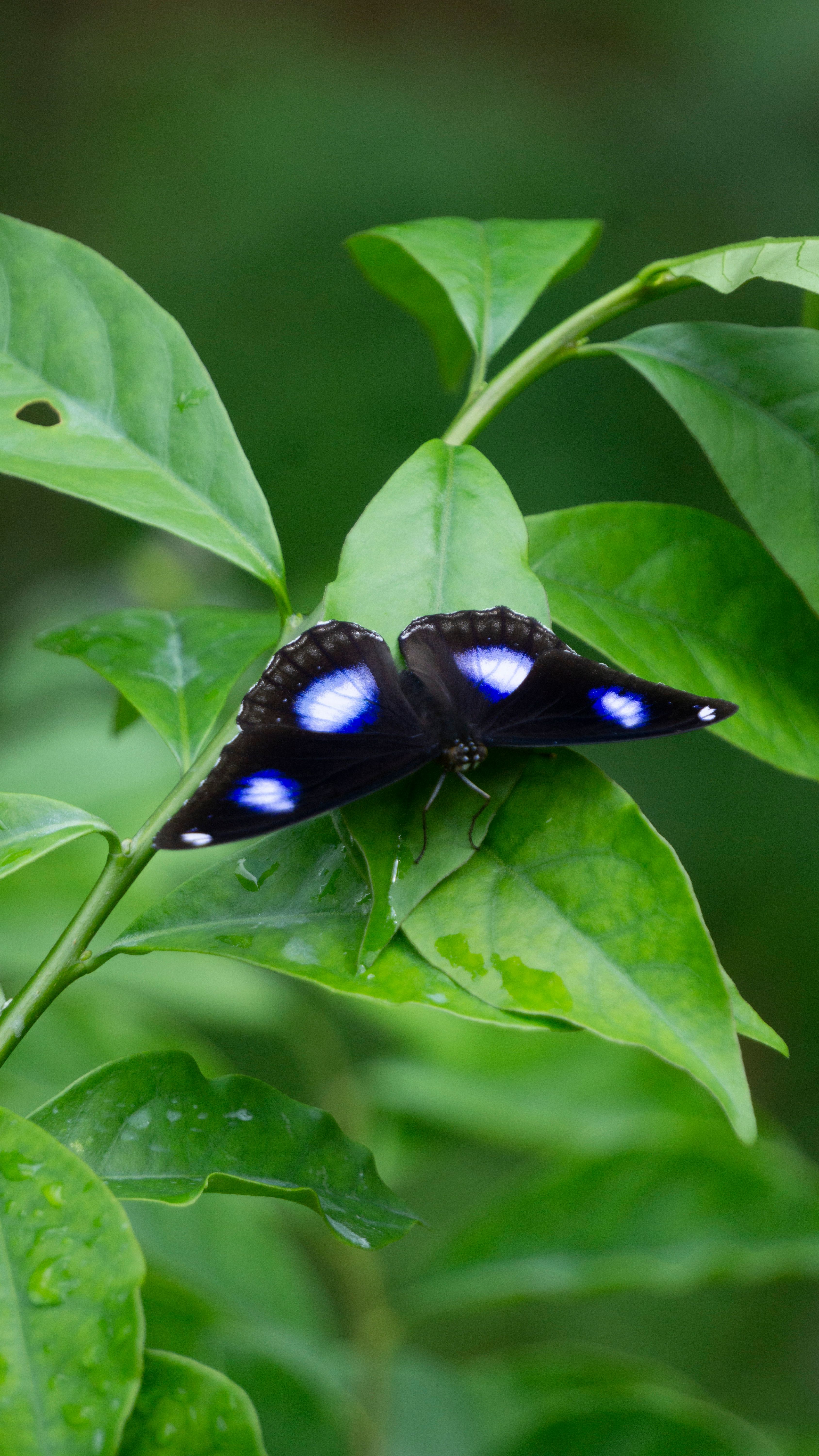 Striking Blue Moon Butterfly on Lush Leaves · Free Stock Photo