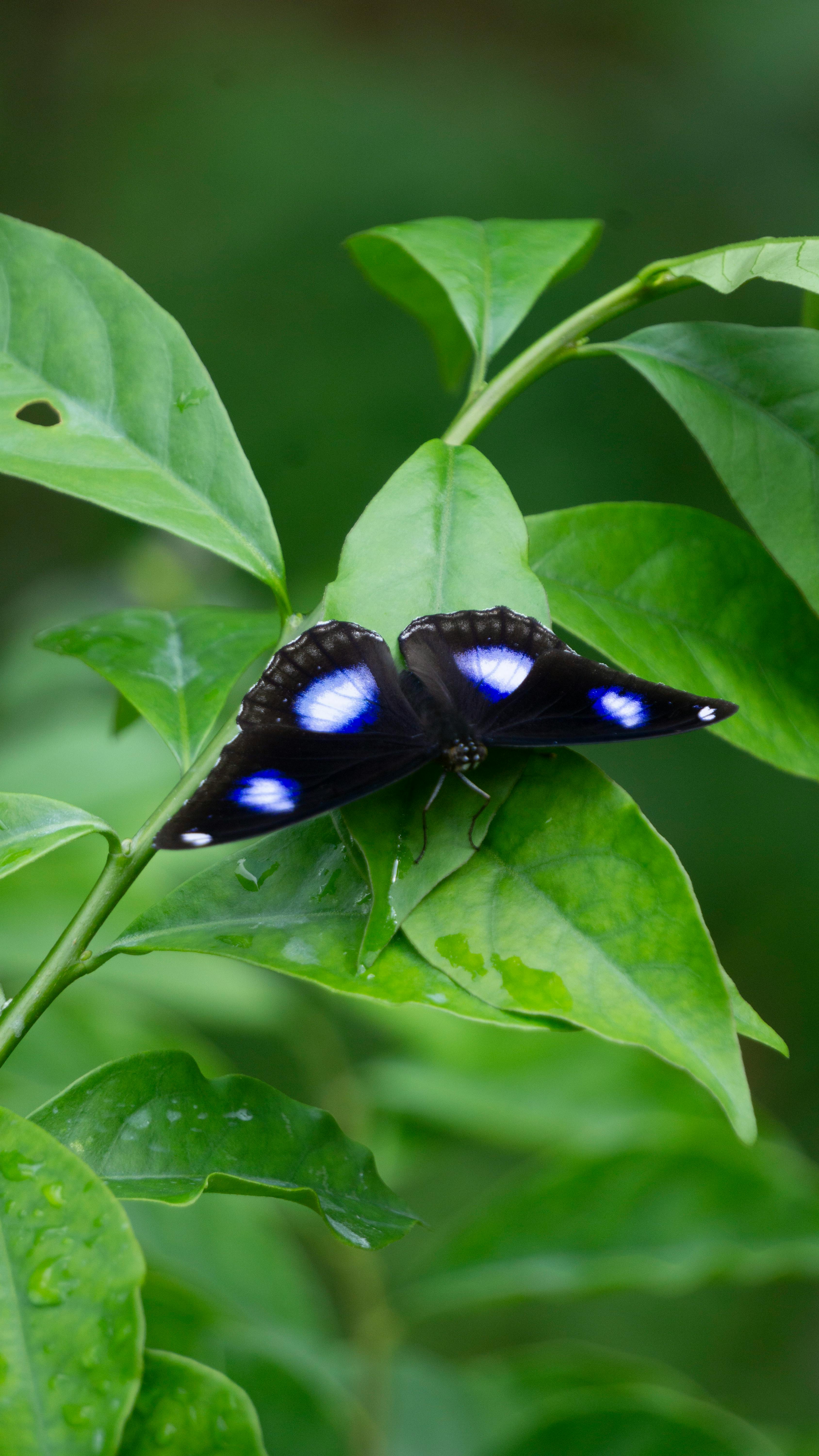 Blue Moon Butterfly Photos, Download The BEST Free Blue Moon Butterfly ...