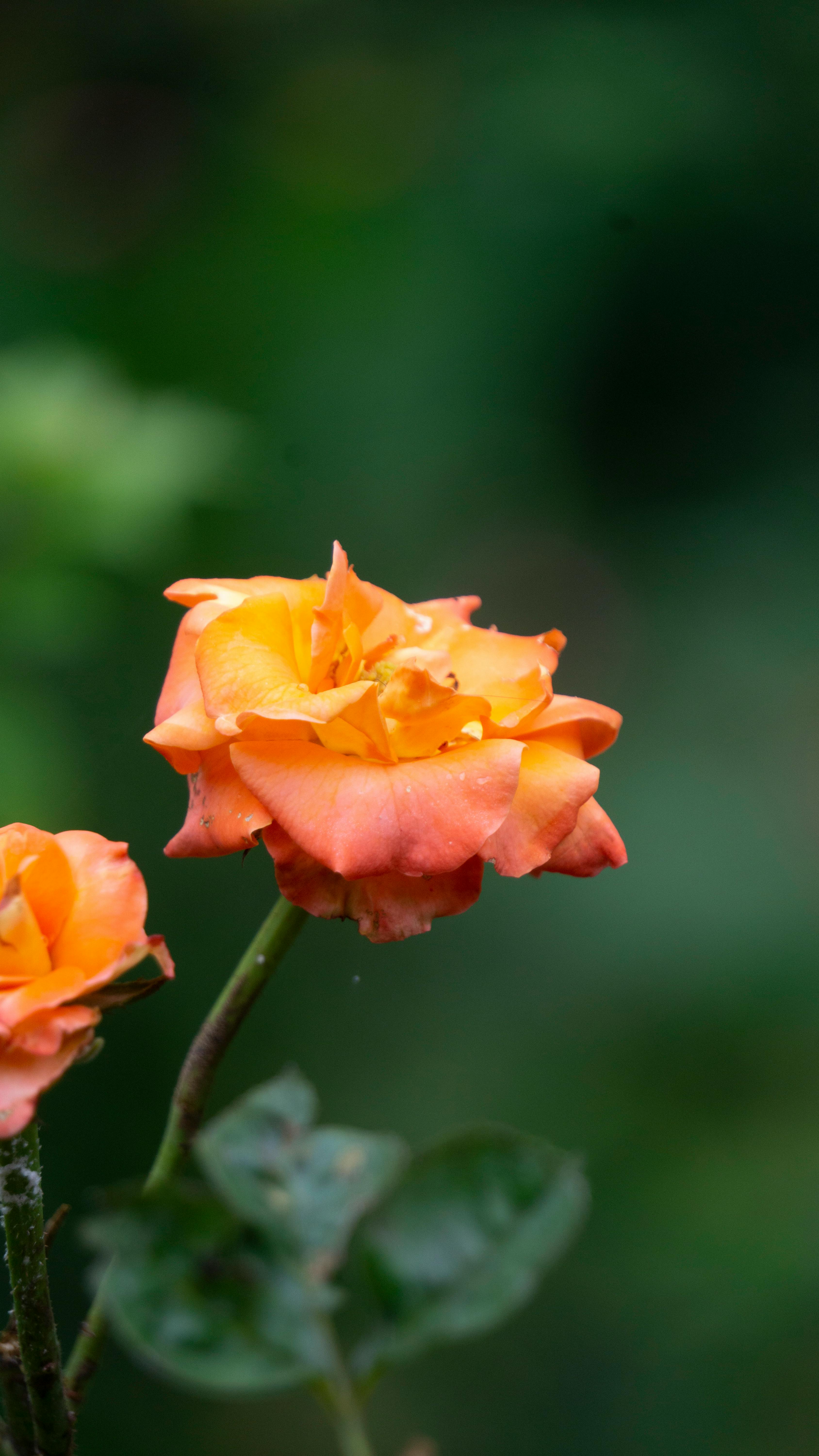 Tween+Buds+Pokies Photos, Download The BEST Free Tween+Buds+Pokies ...