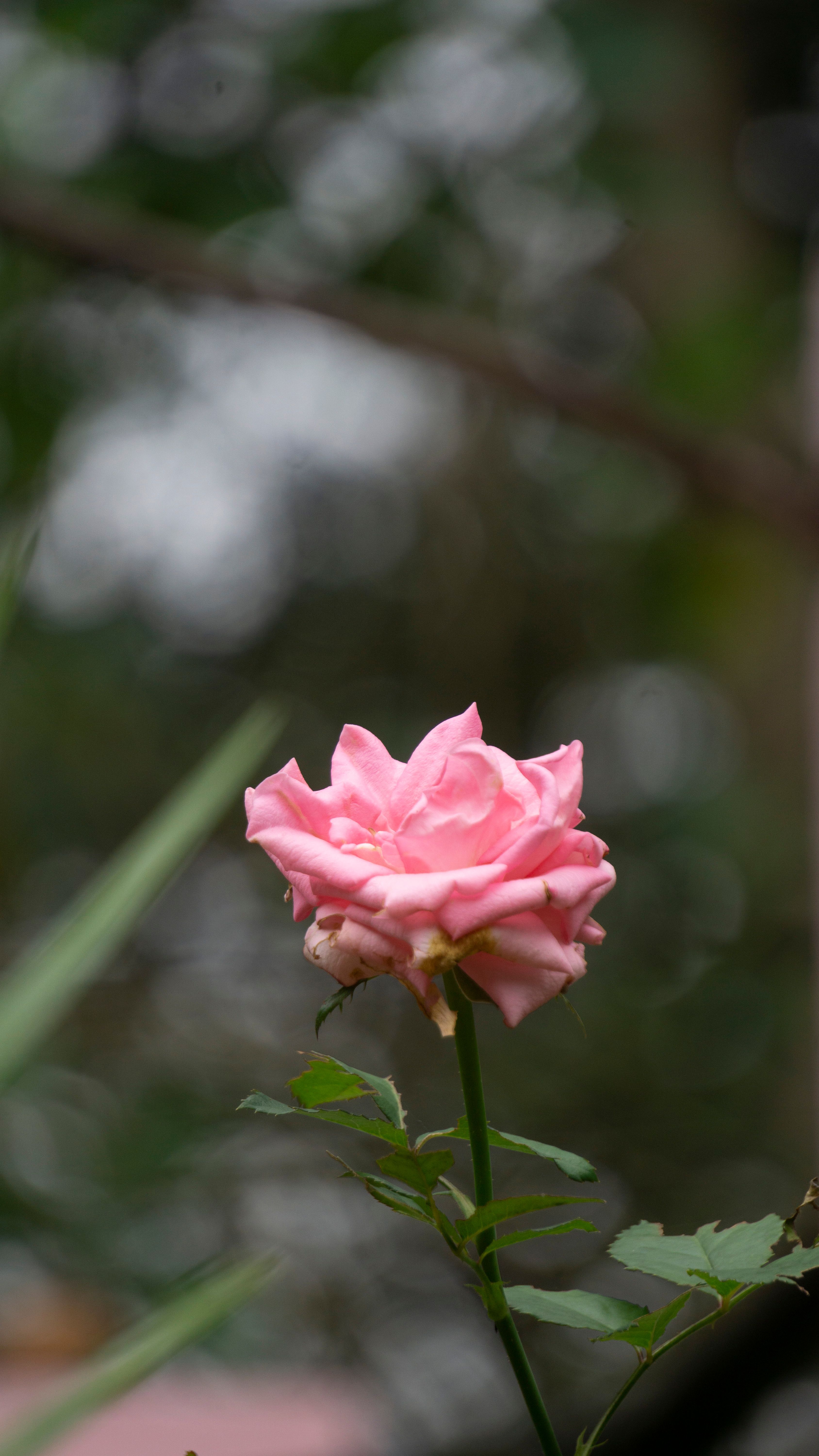 Soft Background Photos, Download The BEST Free Soft Background Stock ...