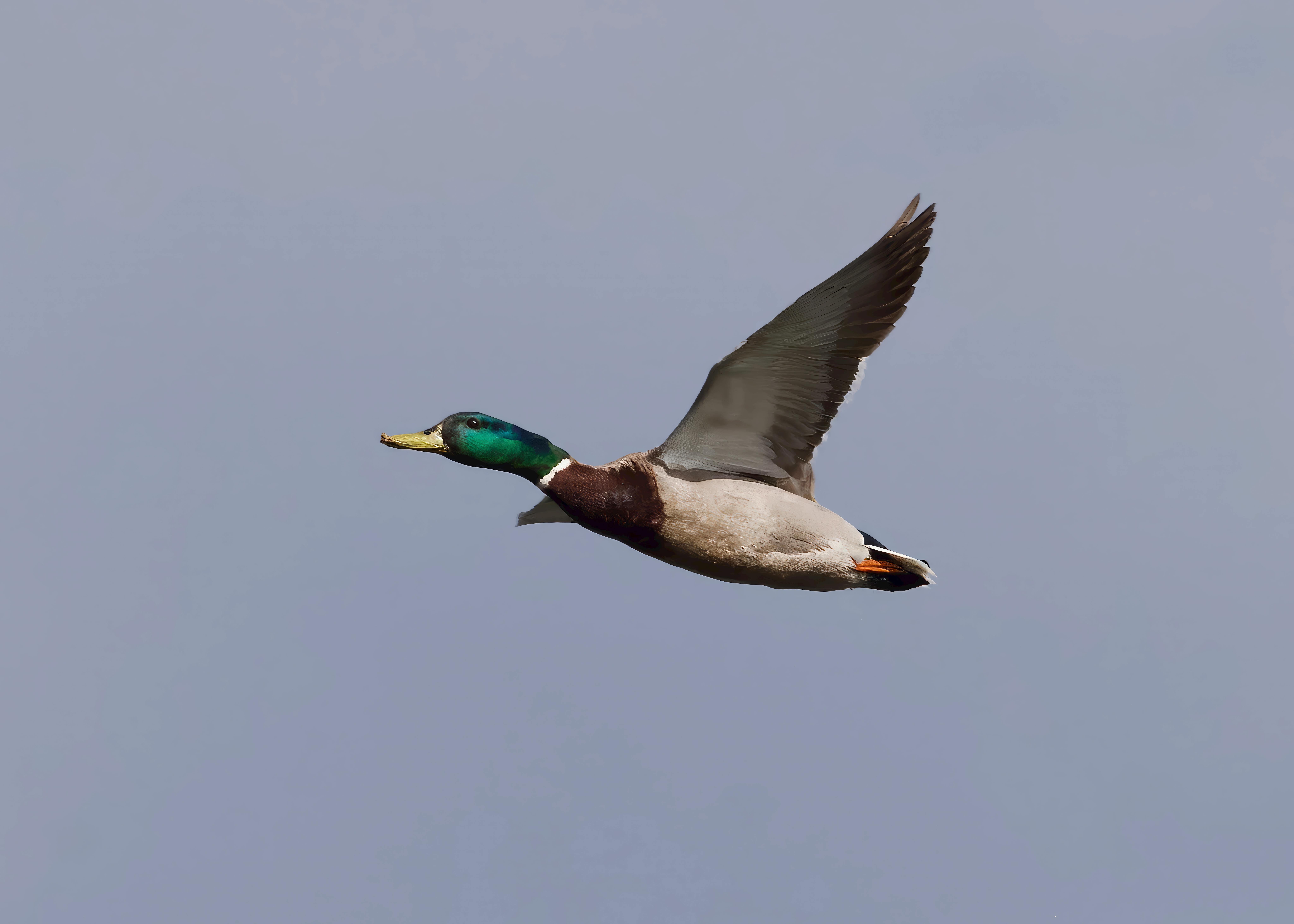 Flying Mallard Duck in Decatur Alabama · Free Stock Photo