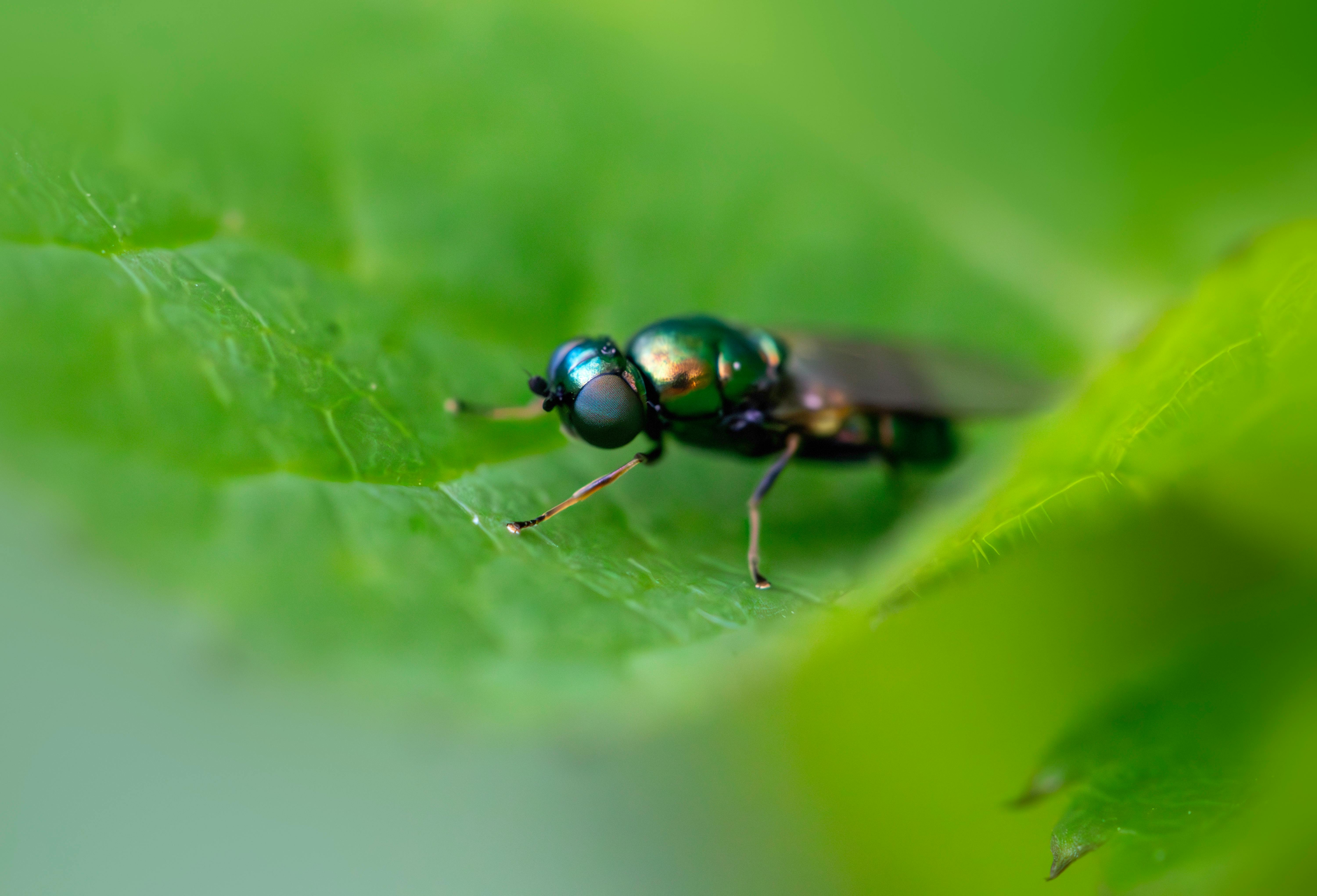 Close-up of Metallic Green Fly on Leaf in Nature · Free Stock Photo