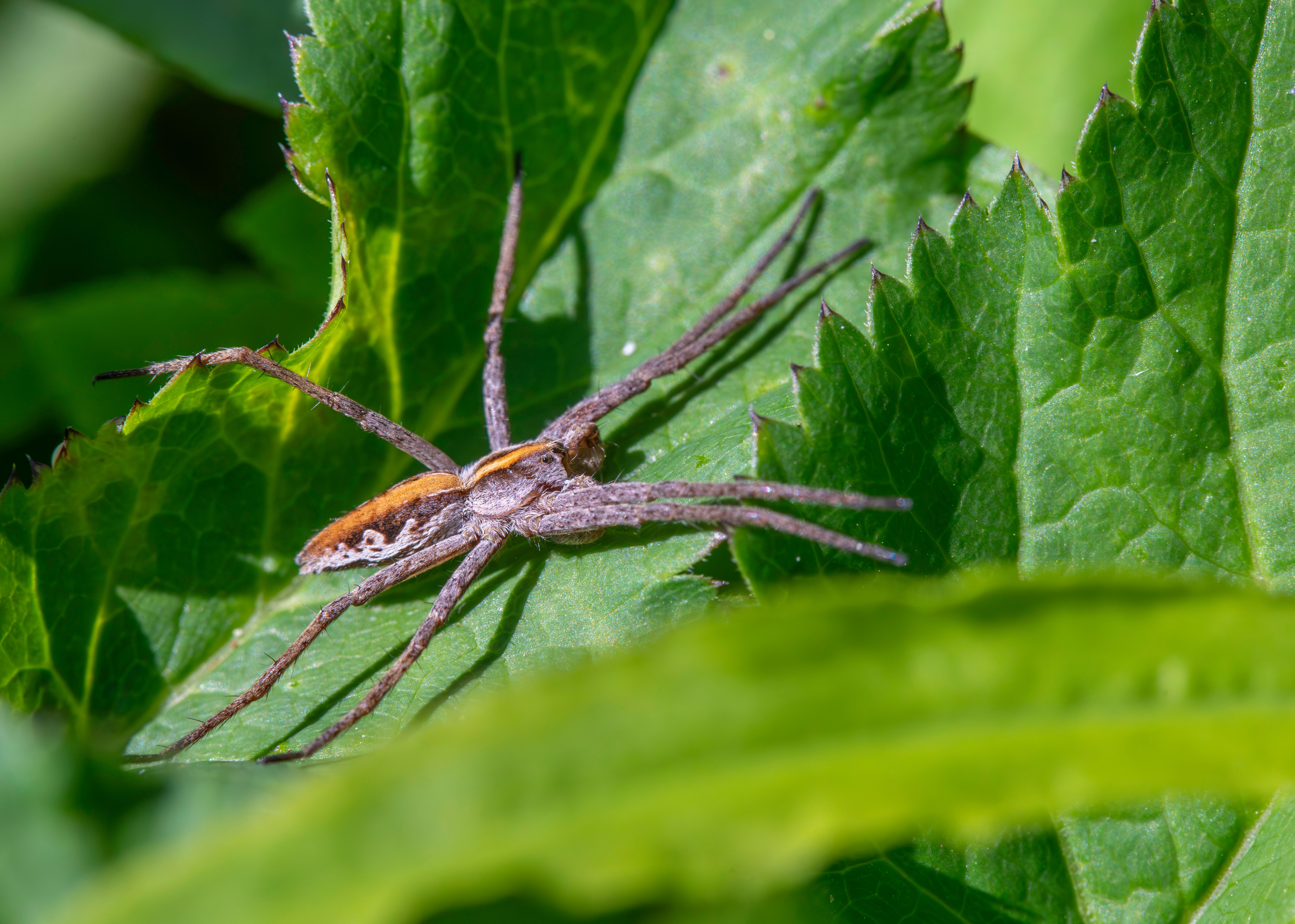 Close-Up of Pisaura Mirabilis Spider on Green Leaves · Free Stock Photo