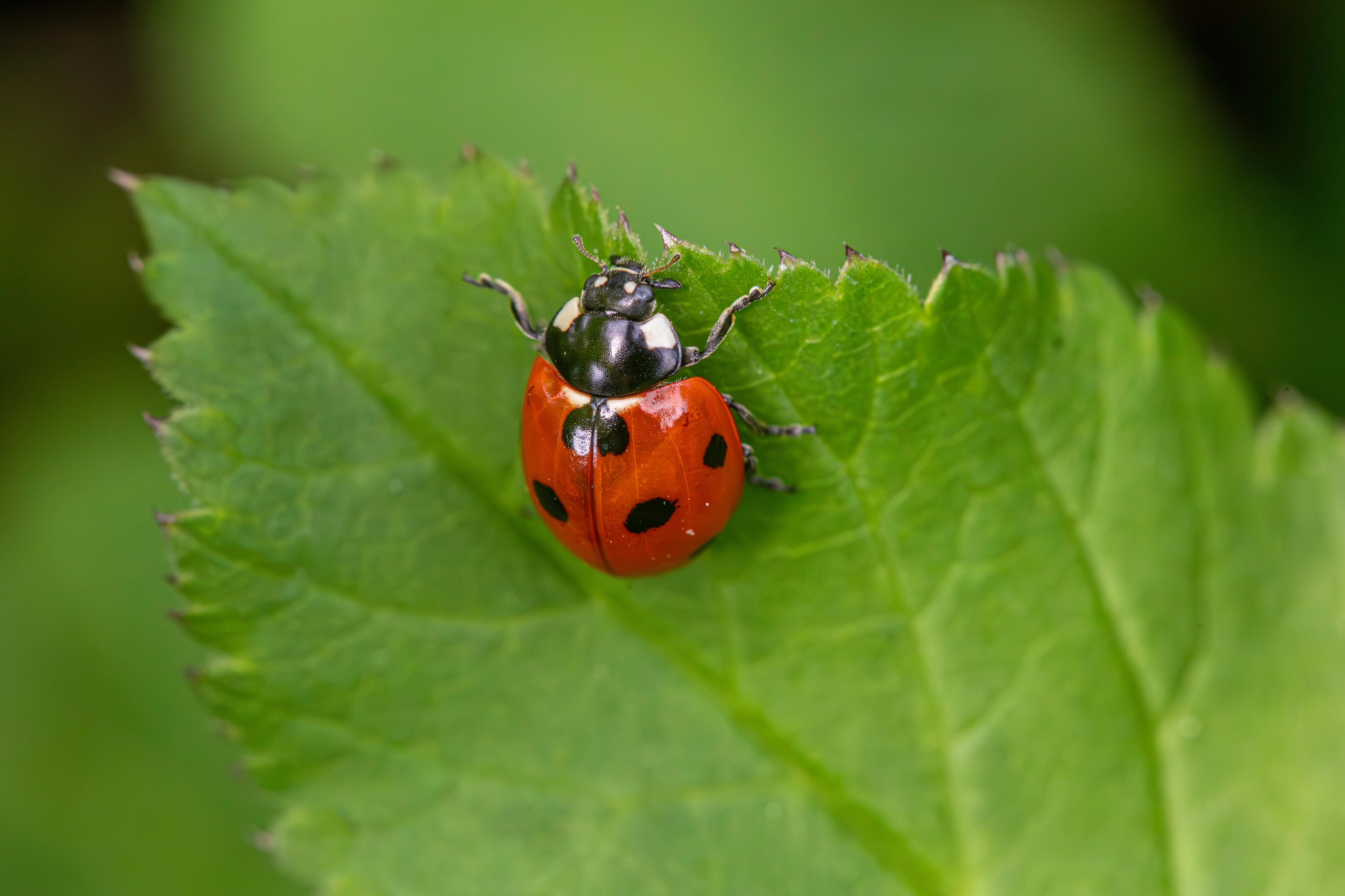 Close-up of a Seven-Spotted Ladybug on Leaf · Free Stock Photo